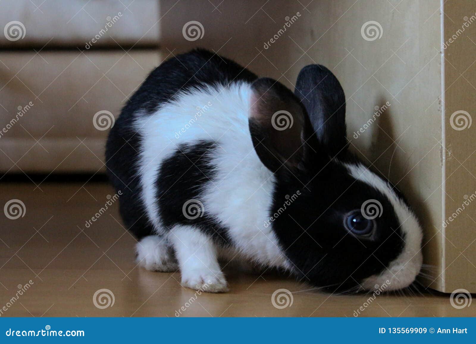 Rabbit Julia Stock Photos - Free & Royalty-Free Stock Photos from ...