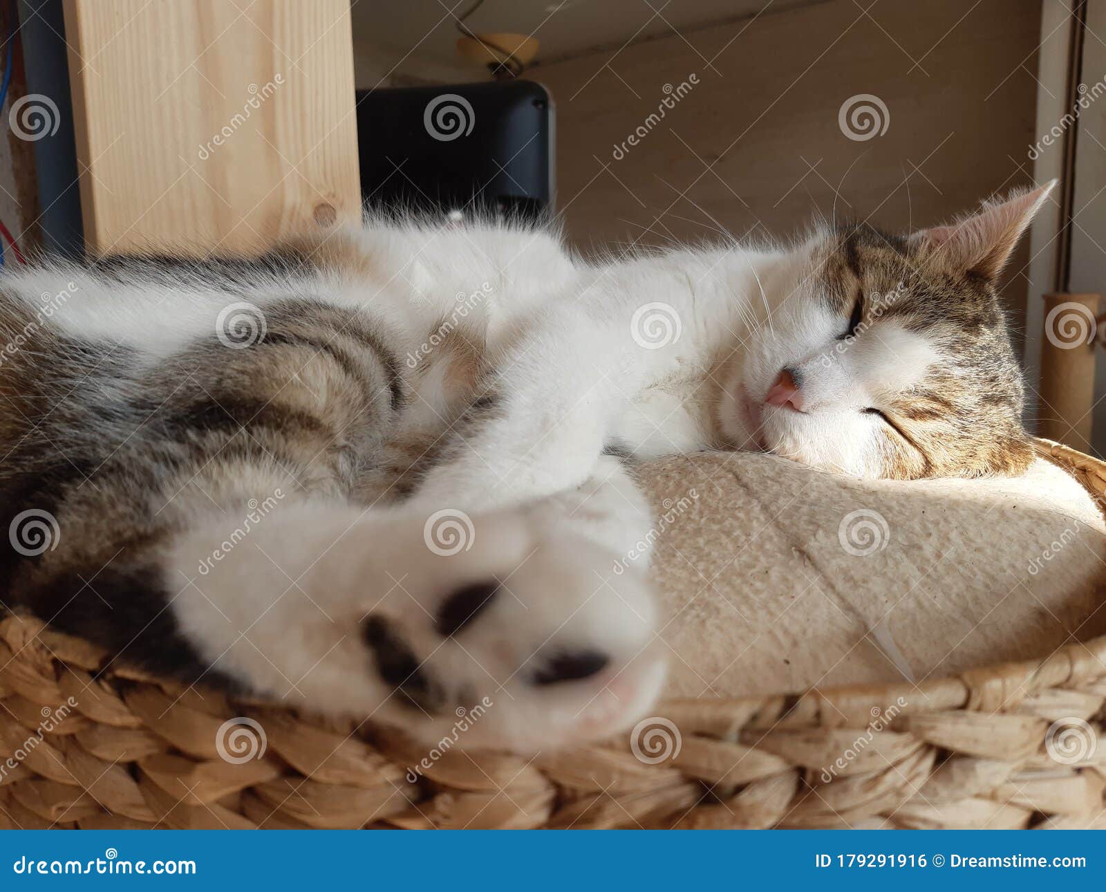 My lovely Cat is so cute stock photo. Image of lovely - 179291916