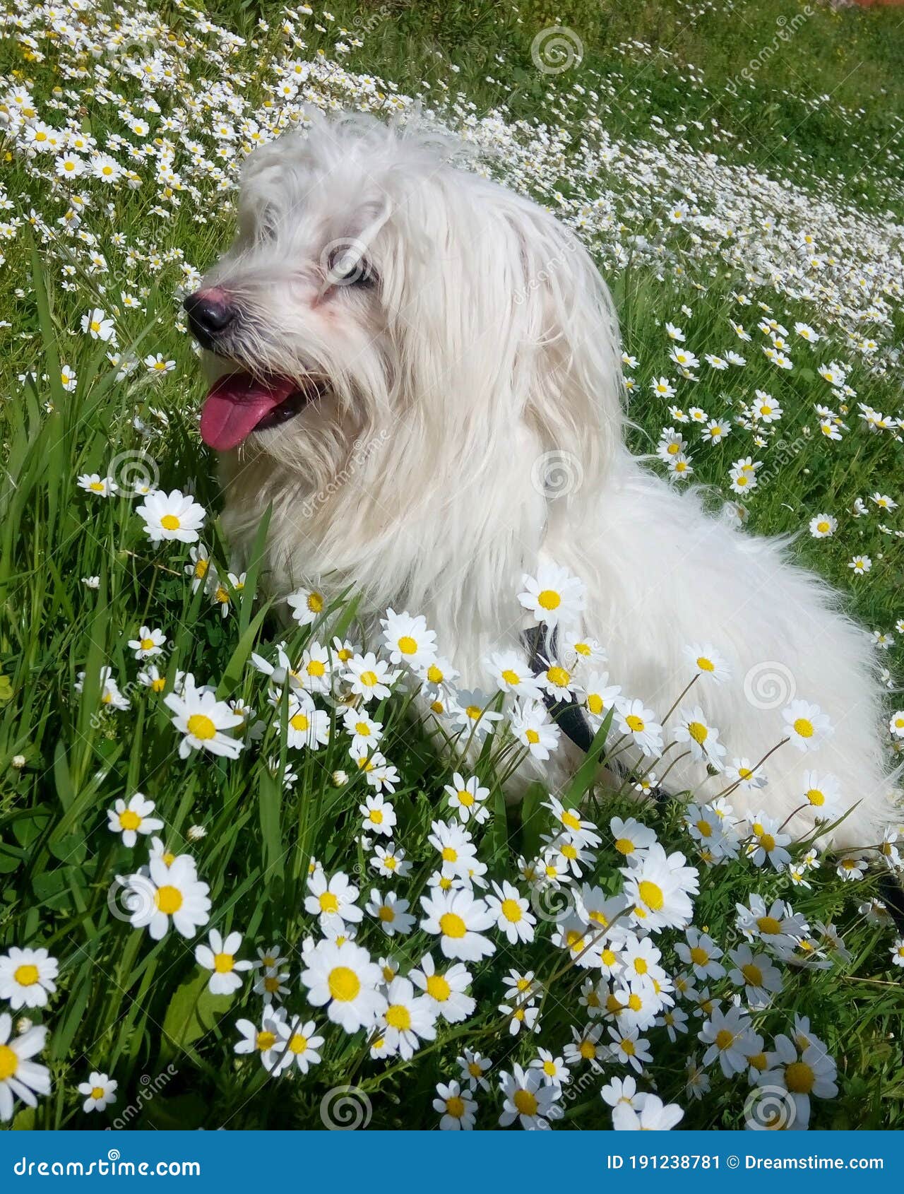 My lovely dog milo ðŸ˜ stock image. Image of tour, green - 191238781