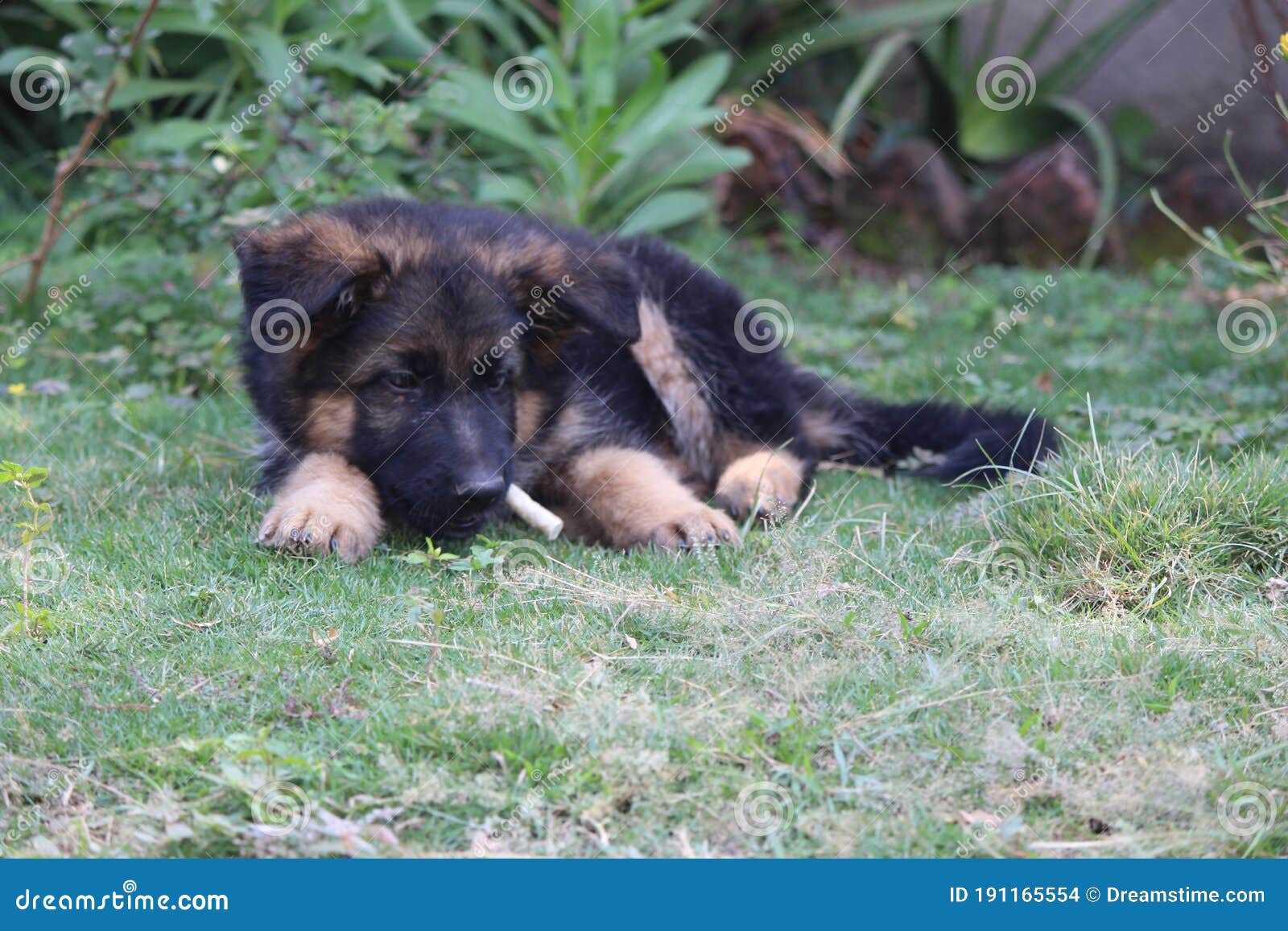 My Loving Pet.ðŸ •he Will Make You Loved Stock Photo - Image of grass ...