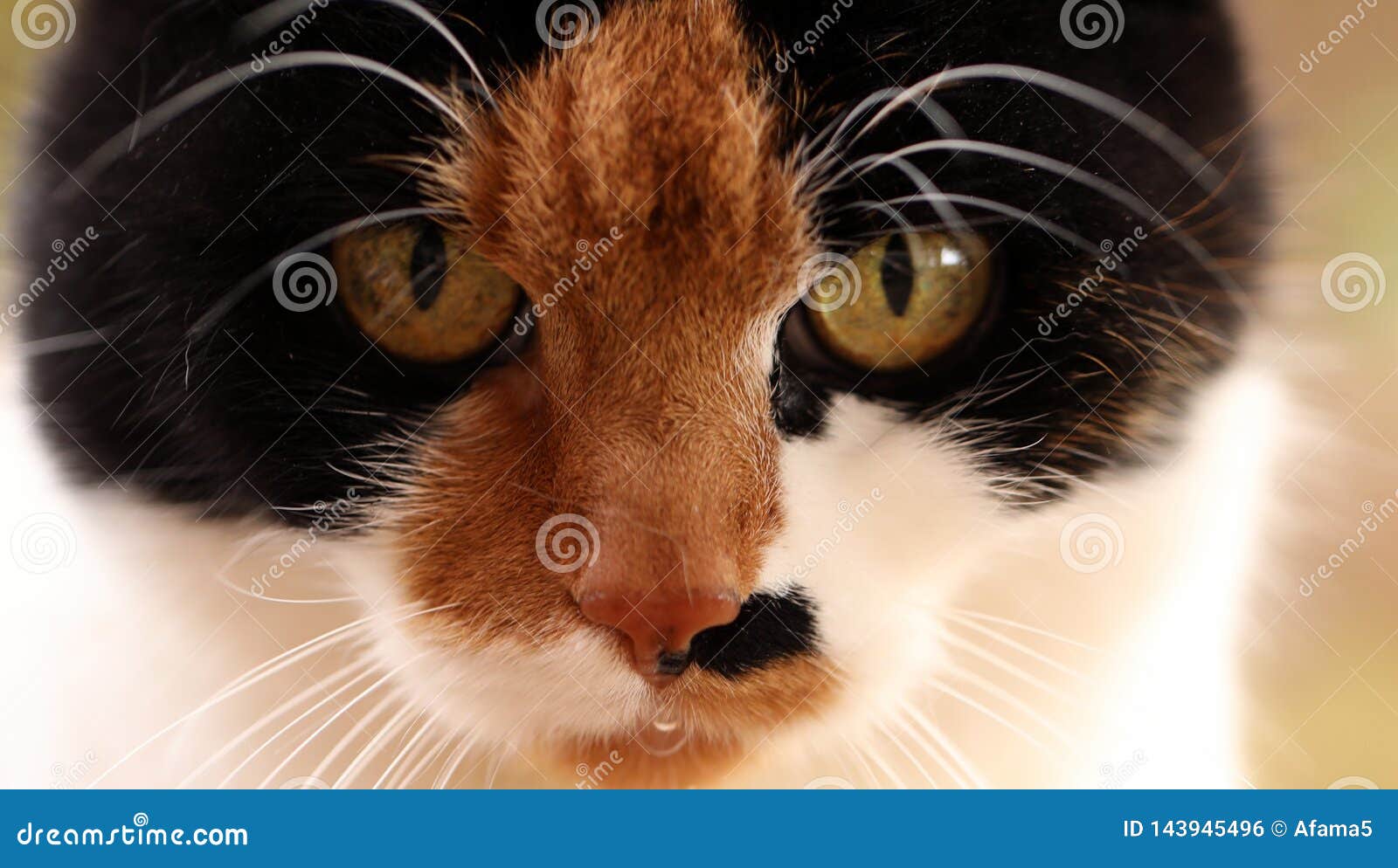 My lucky cat is leaky. stock photo. Image of animal - 143945496