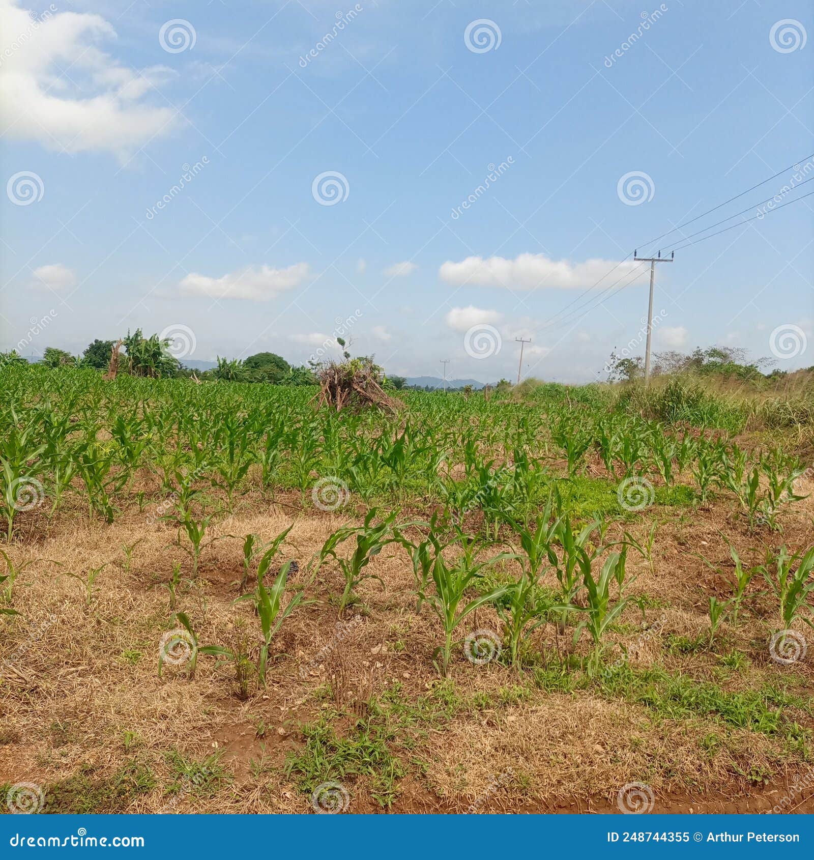 My maize farming stock image. Image of farmi, farm, maize - 248744355