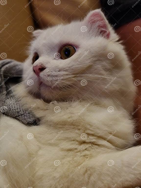 My maul cat scotish fold stock image. Image of mammal - 225309719