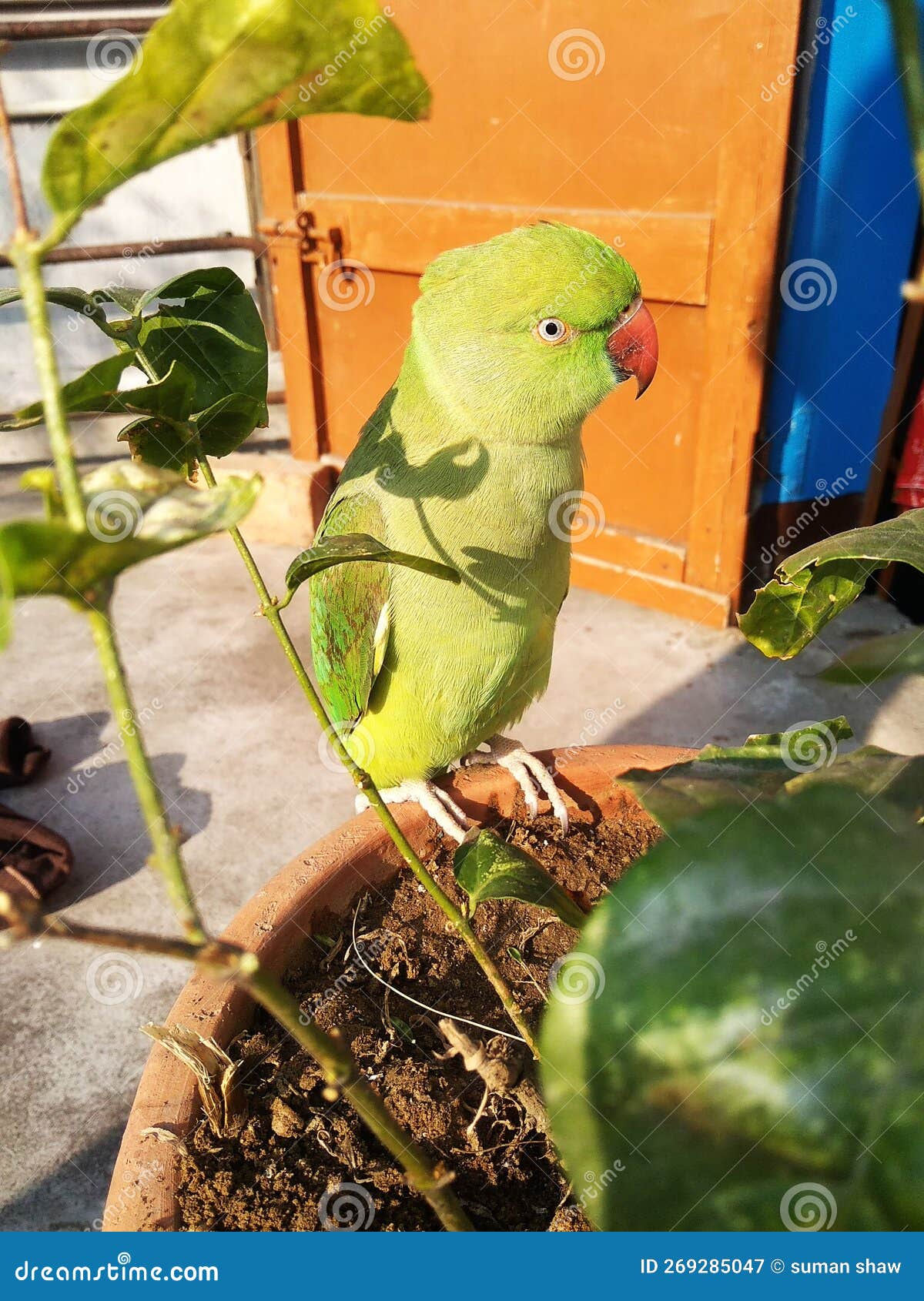 Mithu Stock Photos - Free & Royalty-Free Stock Photos from Dreamstime