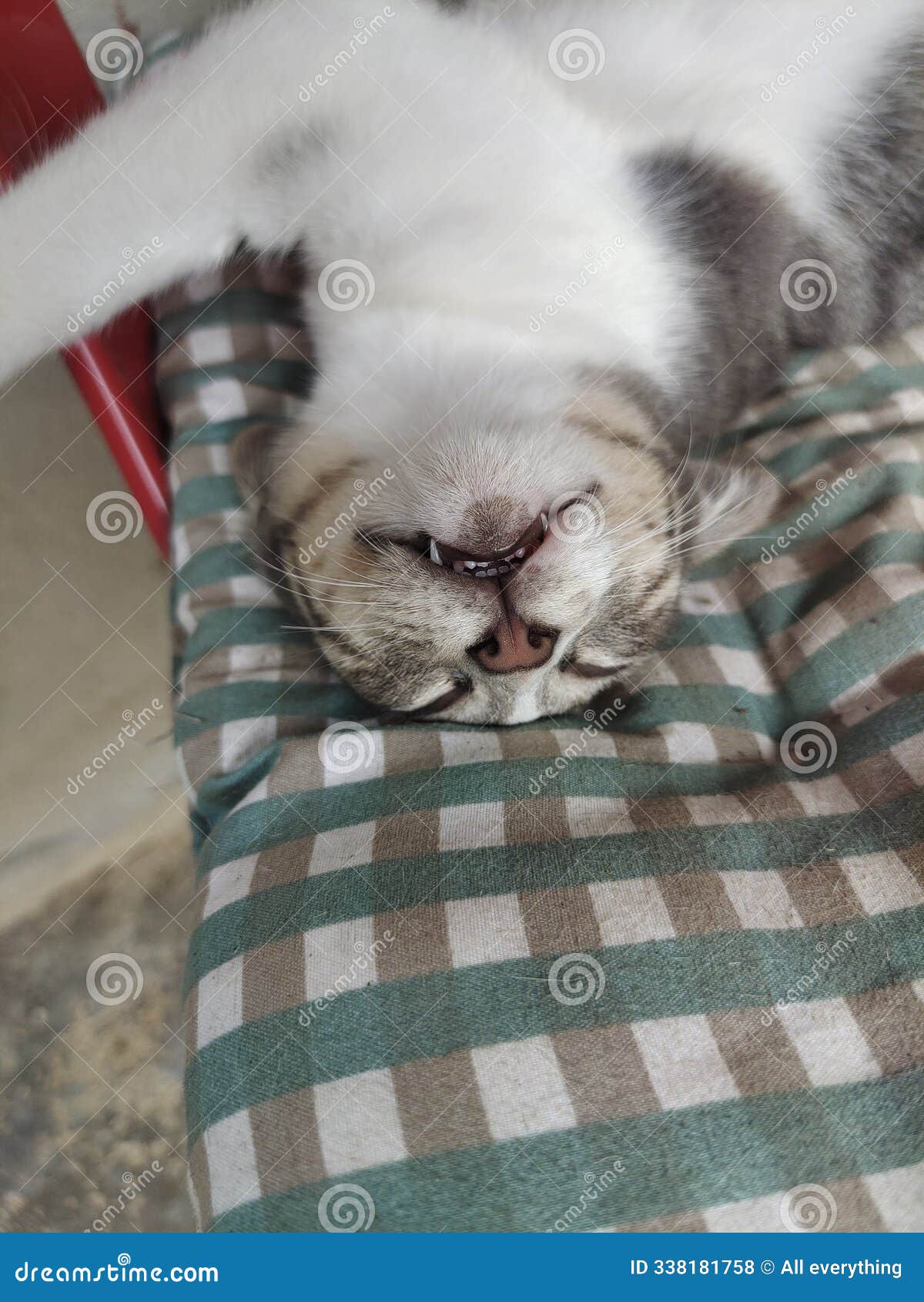 Look at My Cat& X27;s Cute and Clean Fangs and Teeth. Stock Photo ...