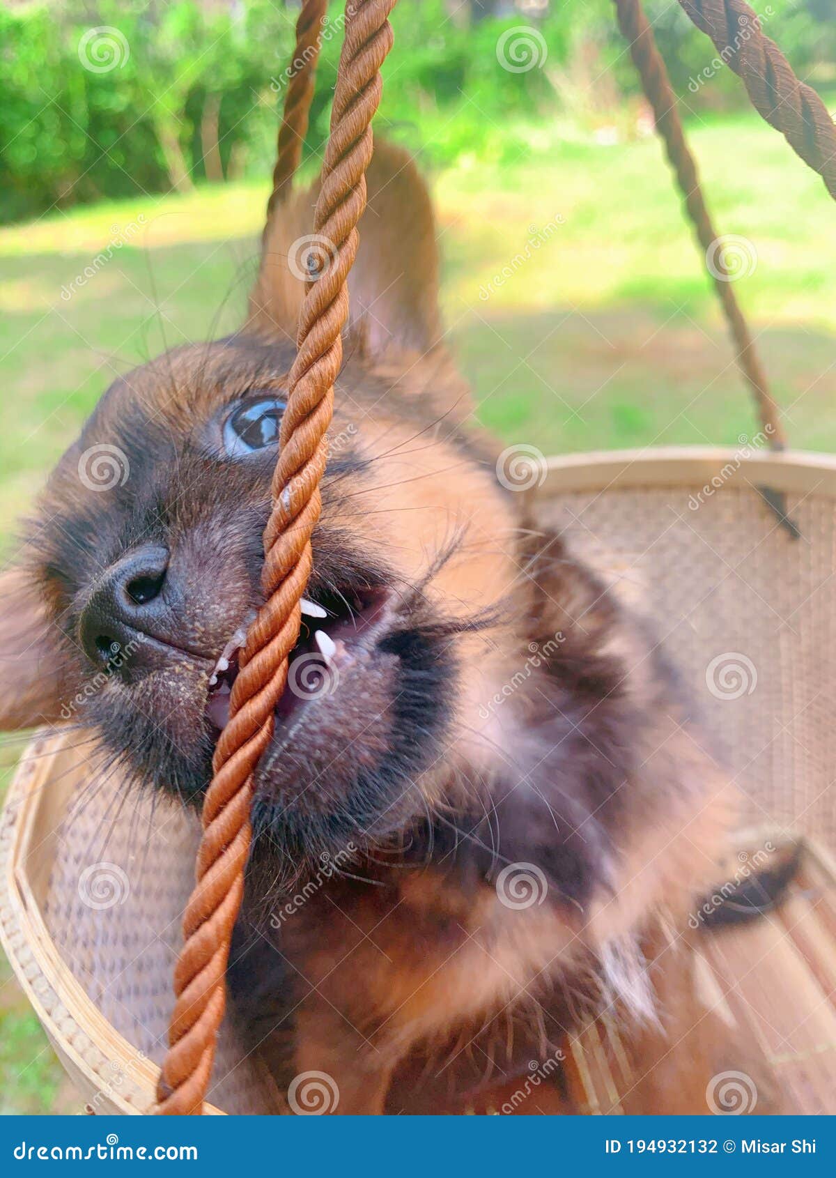 Cute puppy stock photo. Image of cute, naughty, biting - 194932132