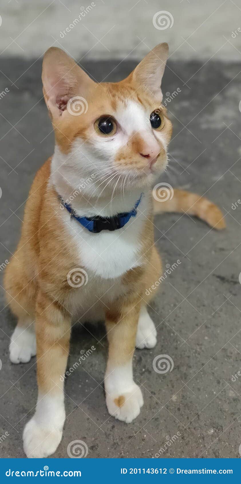 My Neighbour cat stock photo. Image of animal, carnivore - 201143612