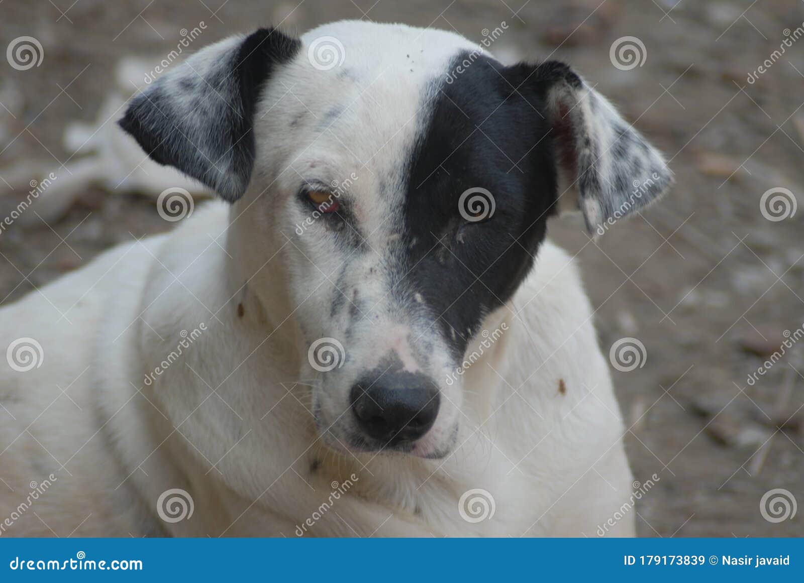 My niece dog stock image. Image of mammal, carnivore - 179173839
