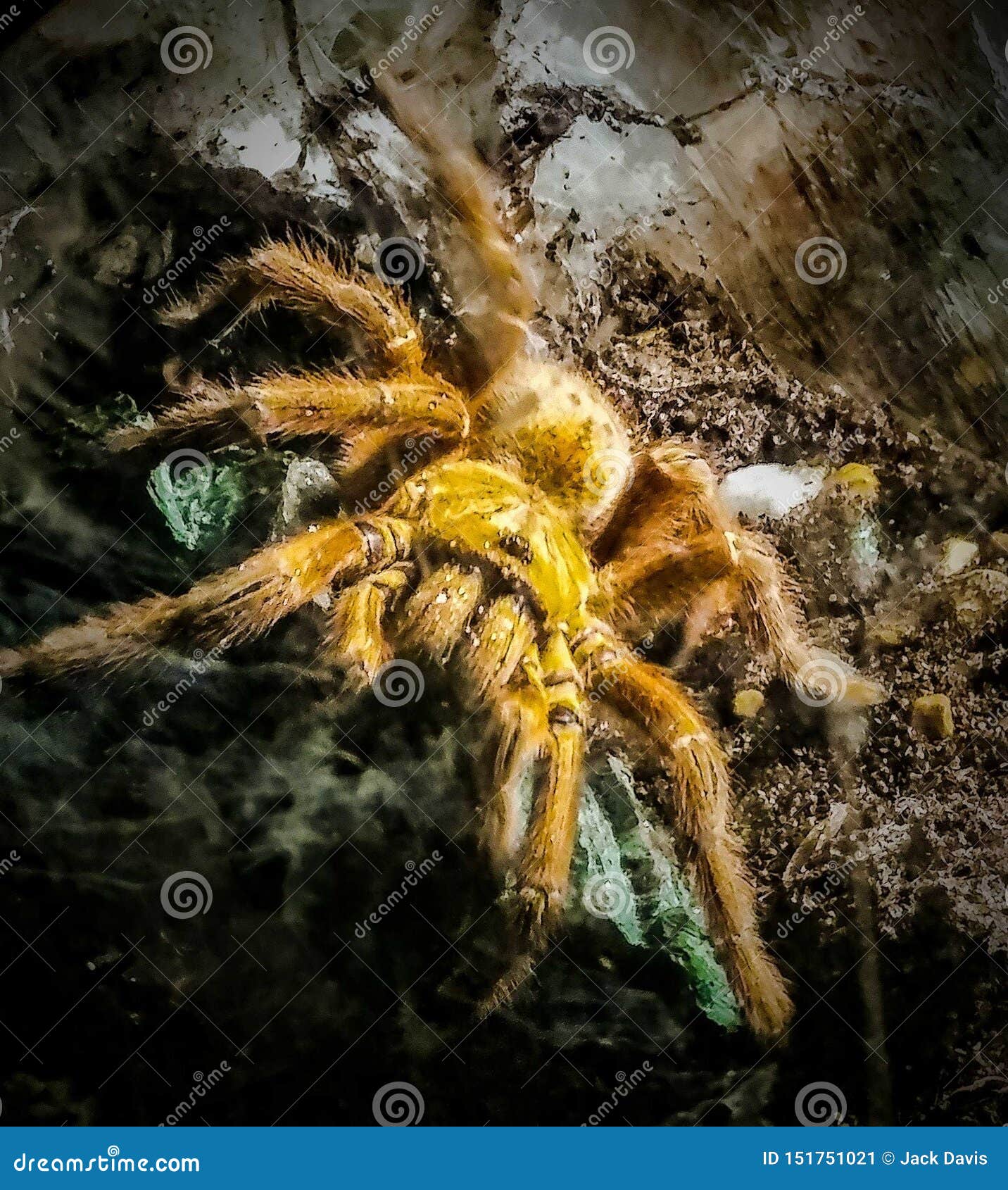My OBT Orange Bitty Thing stock image. Image of spider - 151751021