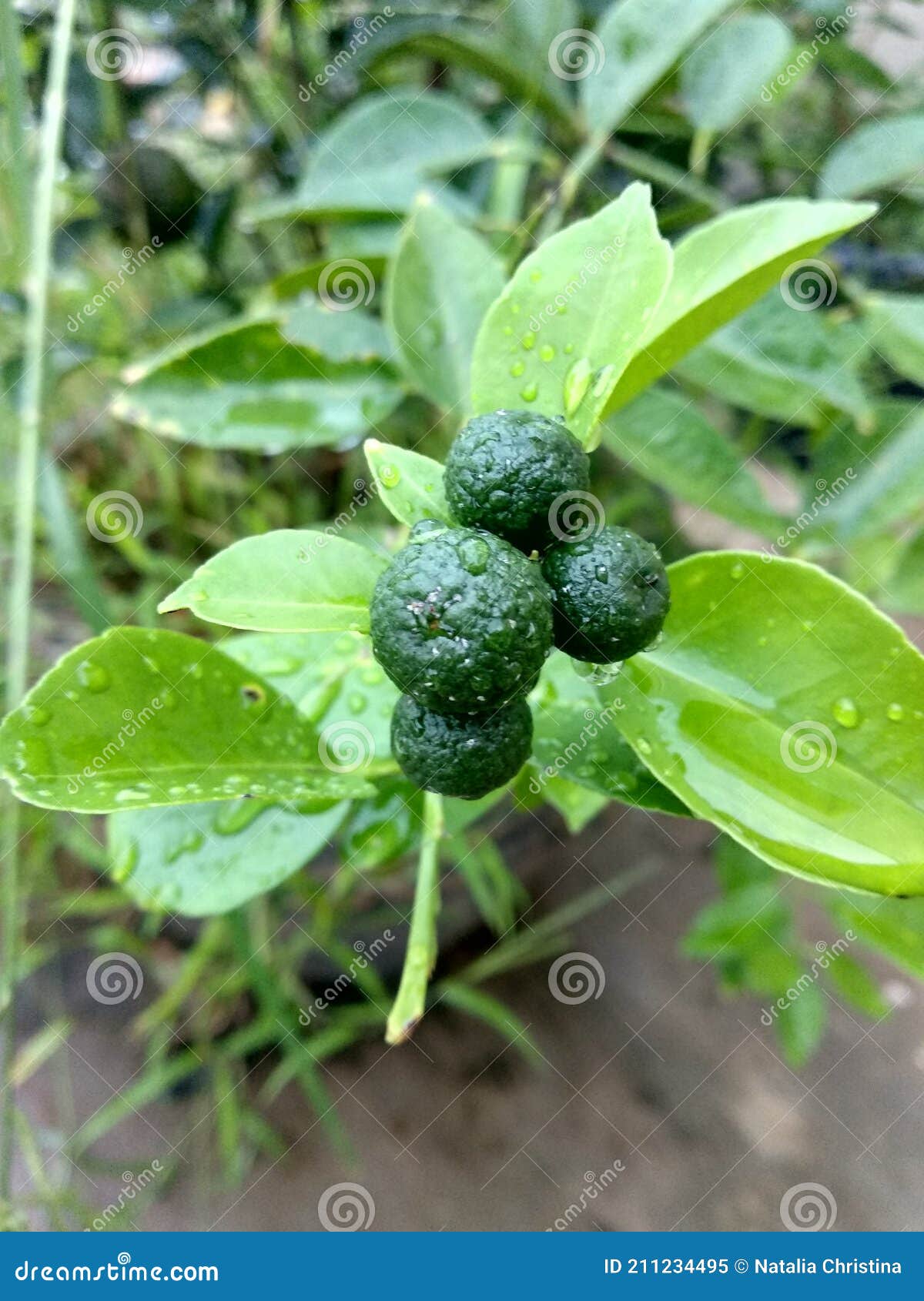 My Orange Tree is Bearing Fruit Stock Image - Image of fruit, bearing ...