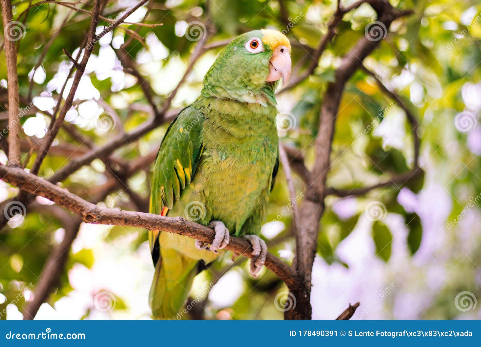 My Parrot on Gree Tree Branch Stock Image - Image of bird, feathers ...