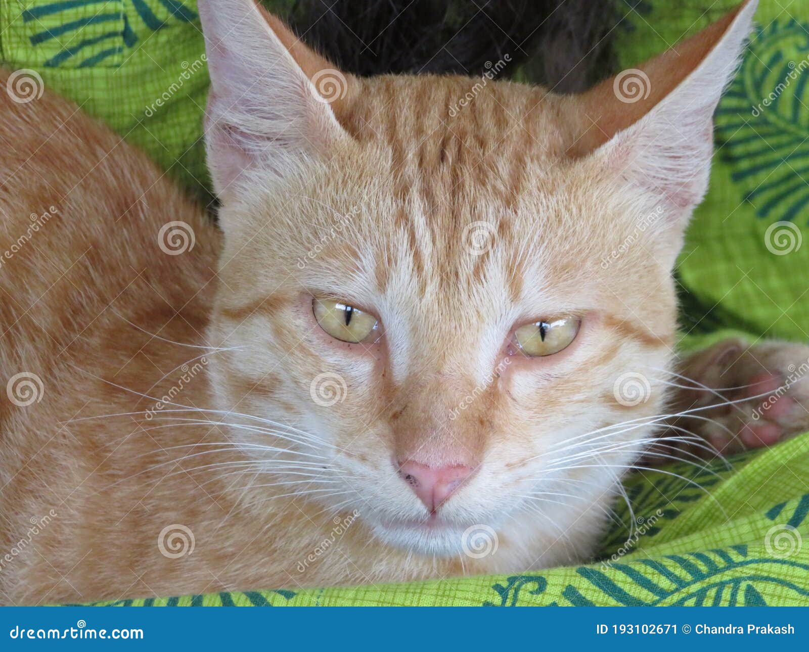 My Pet Beautiful Golden Colour Cat Stock Image - Image of kitten ...