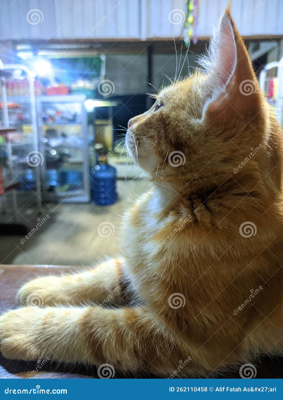 My pet orange cat stock photo. Image of orange, animal - 262110458