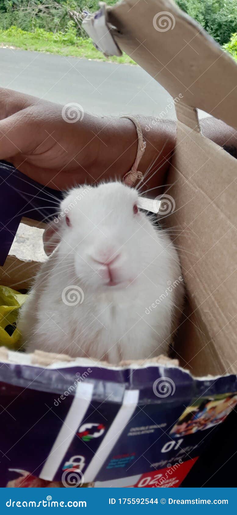 My pet rabbit in the box stock photo. Image of good - 175592544
