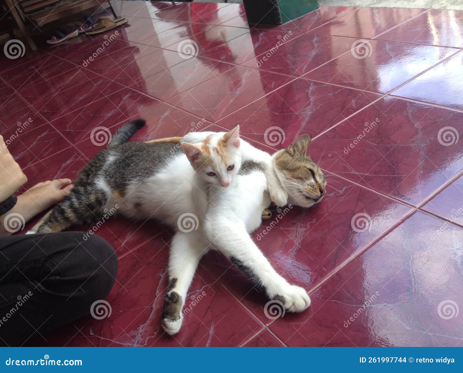 My pet two cat stock photo. Image of kitten, puppy, mammal - 261997744