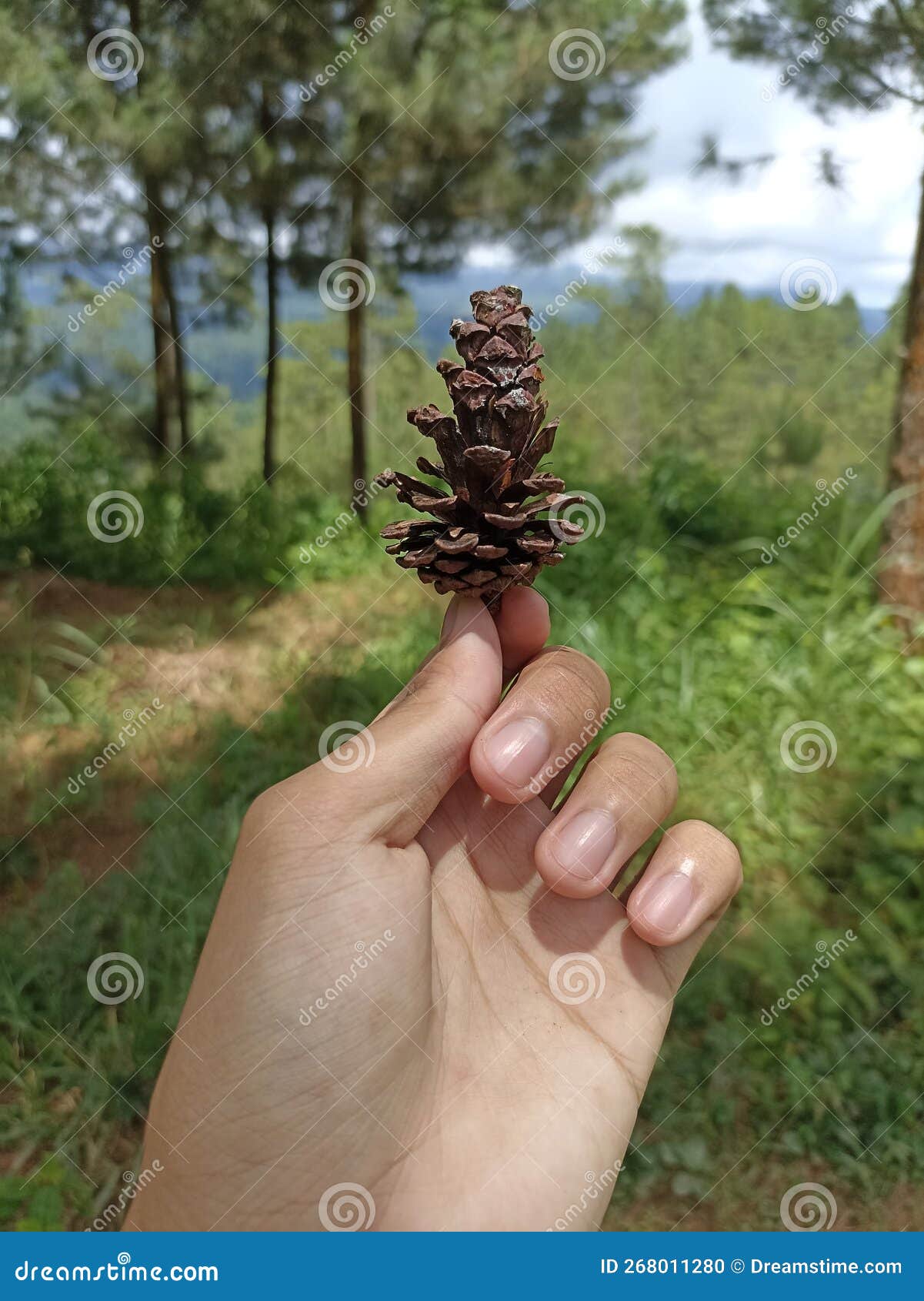 My Pine Tree Seeds stock photo. Image of forest, tree - 268011280