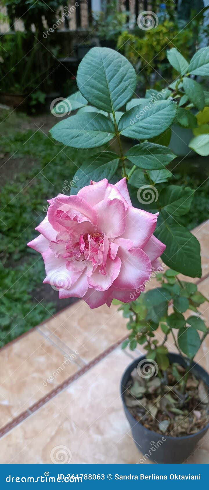 My pinky rose stock image. Image of rose, plant, blossom - 261788063