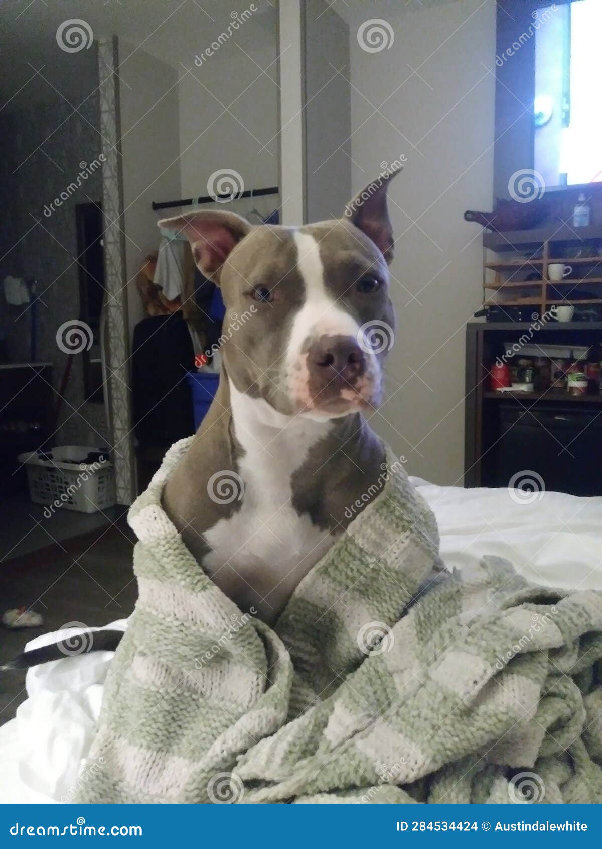 My Pitbull Luna Moon Chilling in Bed Stock Photo - Image of chilling ...