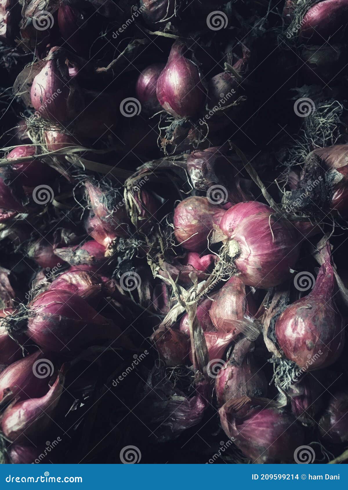 A ROTTEN GARLIC stock photo. Image of rempah, smell - 209599214