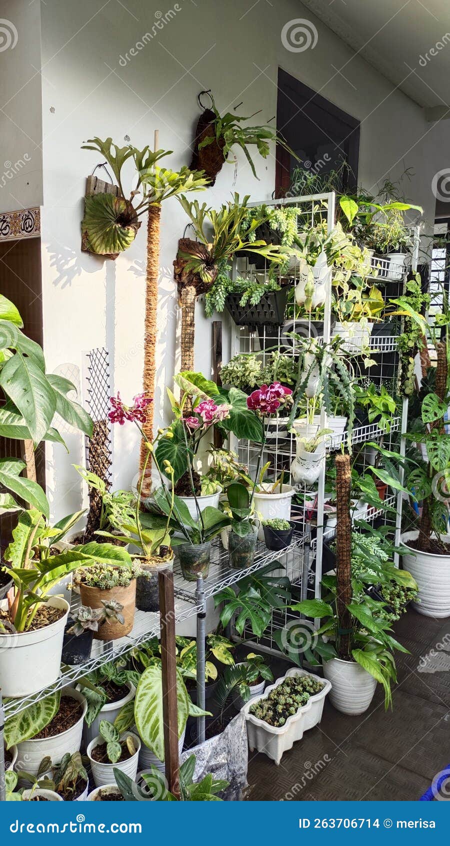 My plant collection stock photo. Image of bouquet, flowerpot - 263706714