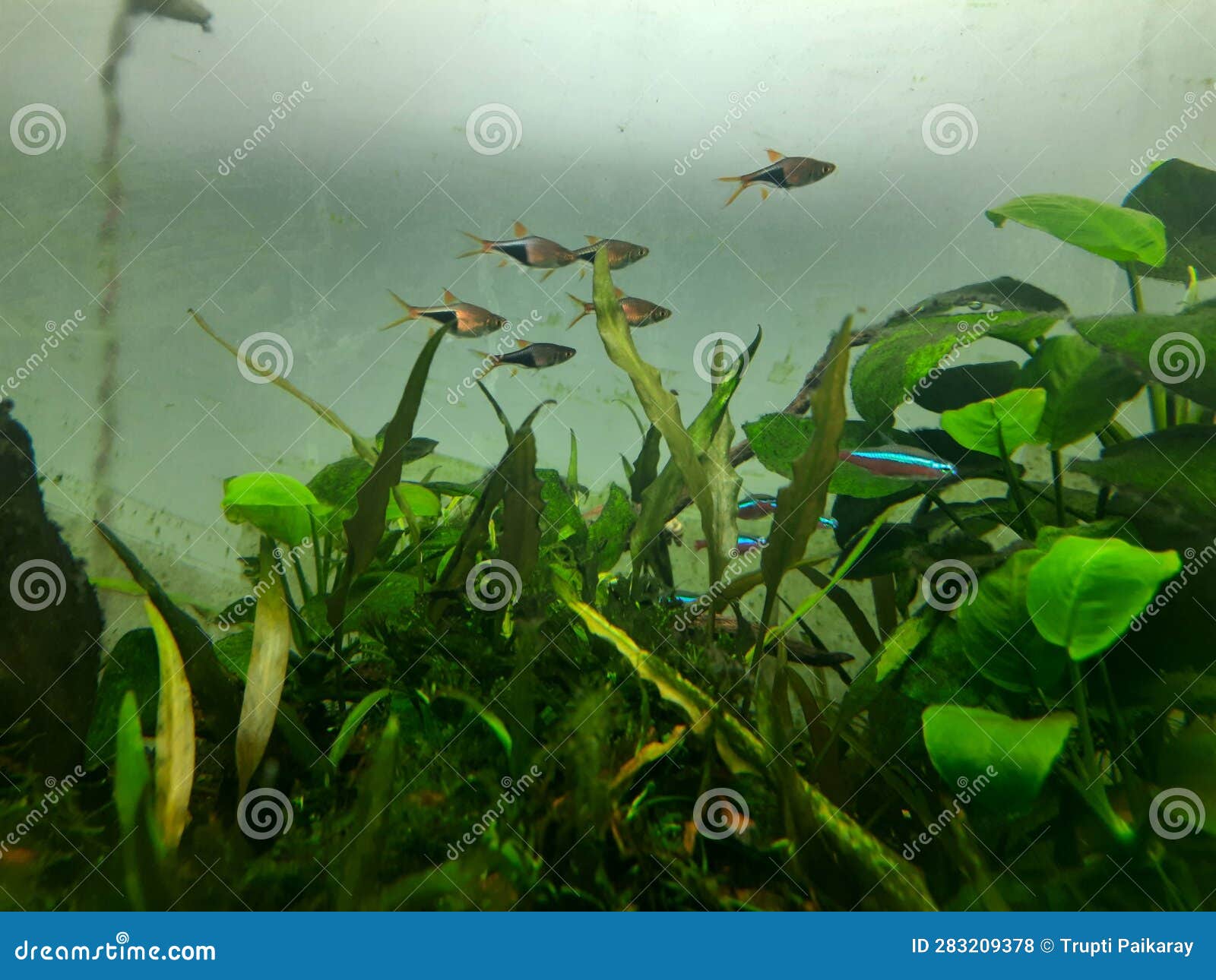 My Planted Aquarium and Under Water Look. Stock Photo - Image of ...