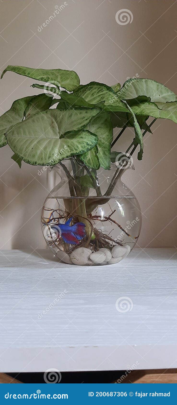 My Plants and Call My Fish Dudu Stock Photo - Image of fish, branch ...