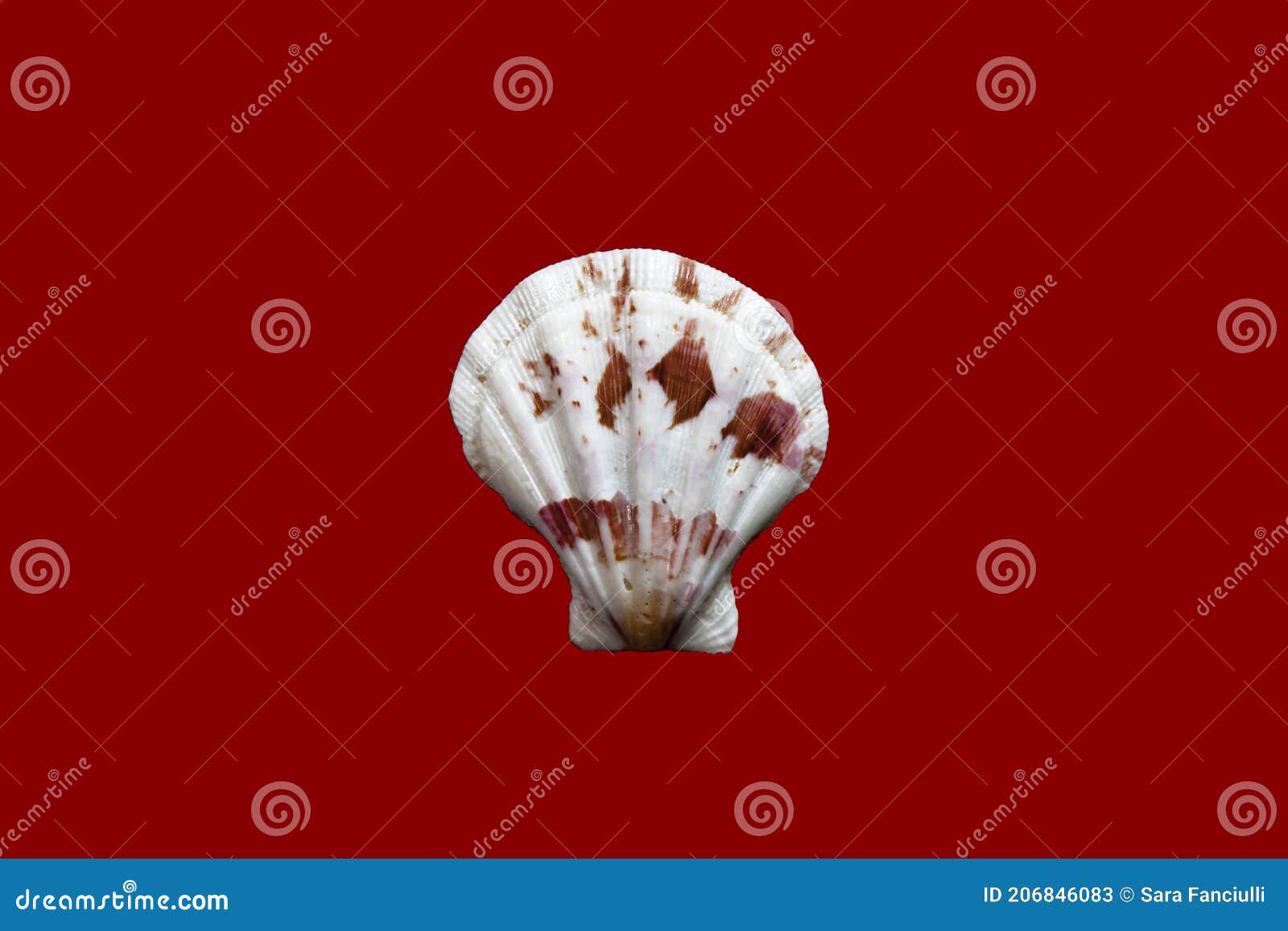 Chlamys Shell