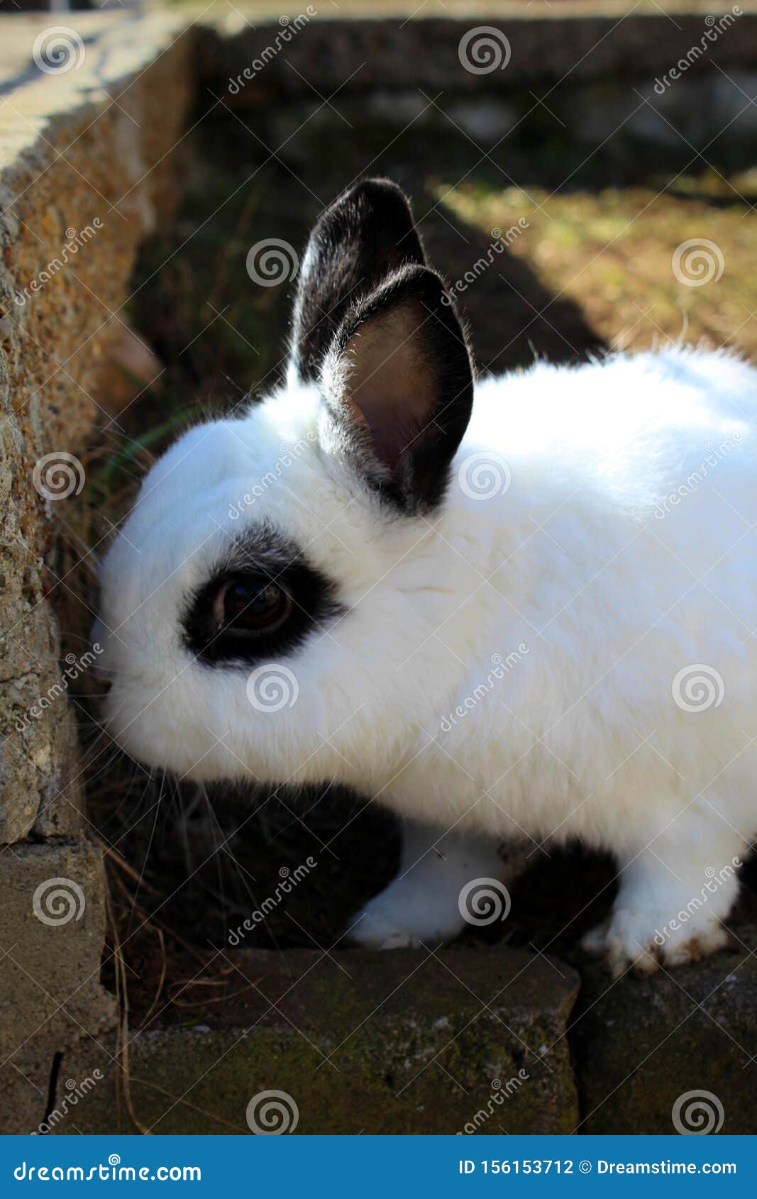 Rabbit Emo Stock Photos - Free & Royalty-Free Stock Photos from Dreamstime