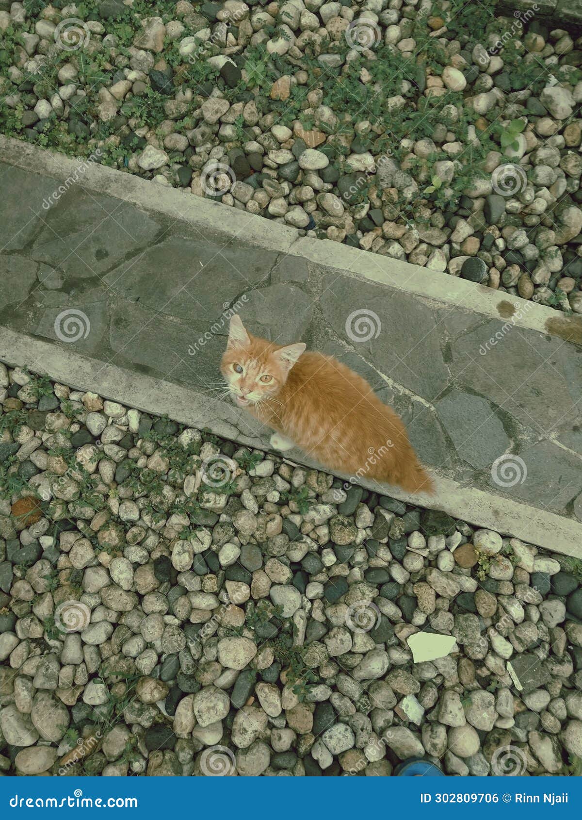 My random cat stock photo. Image of random, orange, cute - 302809706