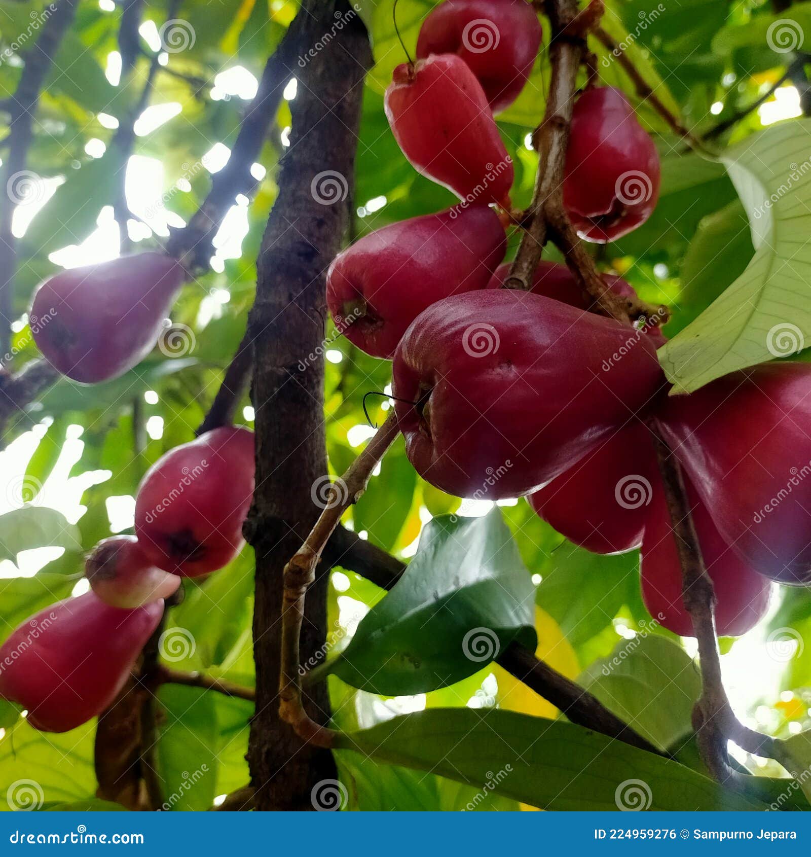 My Red Guava on the Tree for Health Stock Photo - Image of guava ...