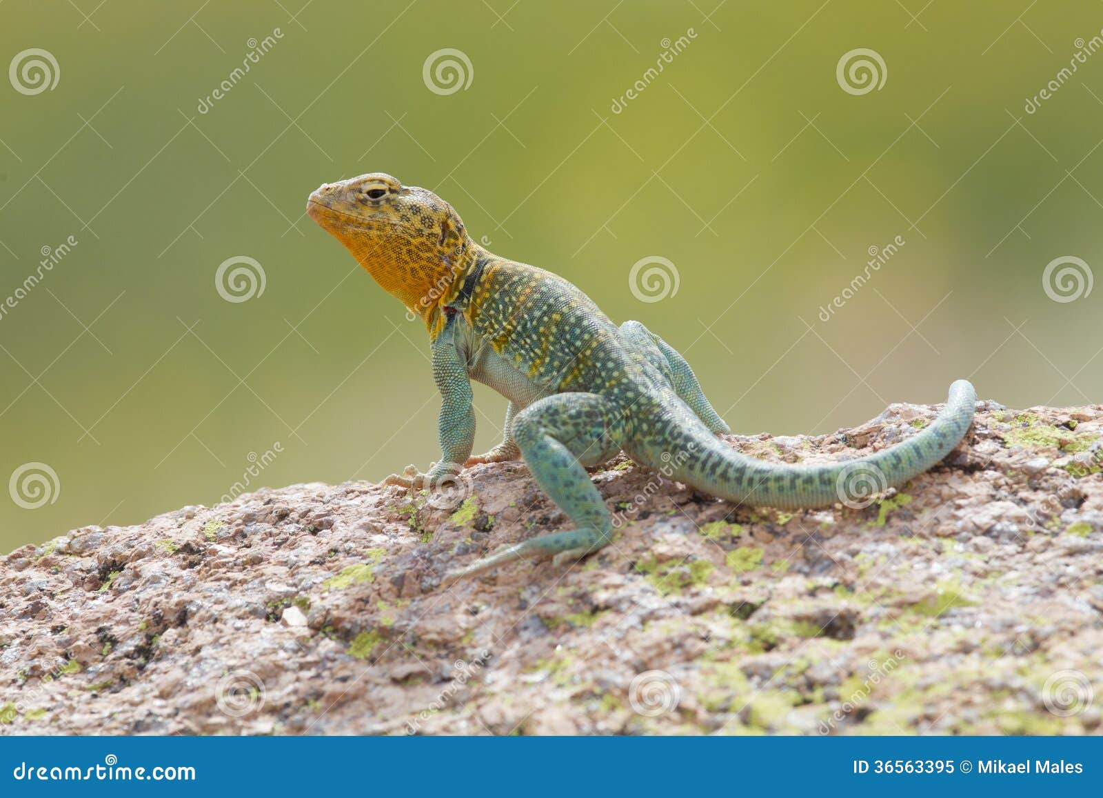 This is my rock stock image. Image of breeding, animal - 36563395