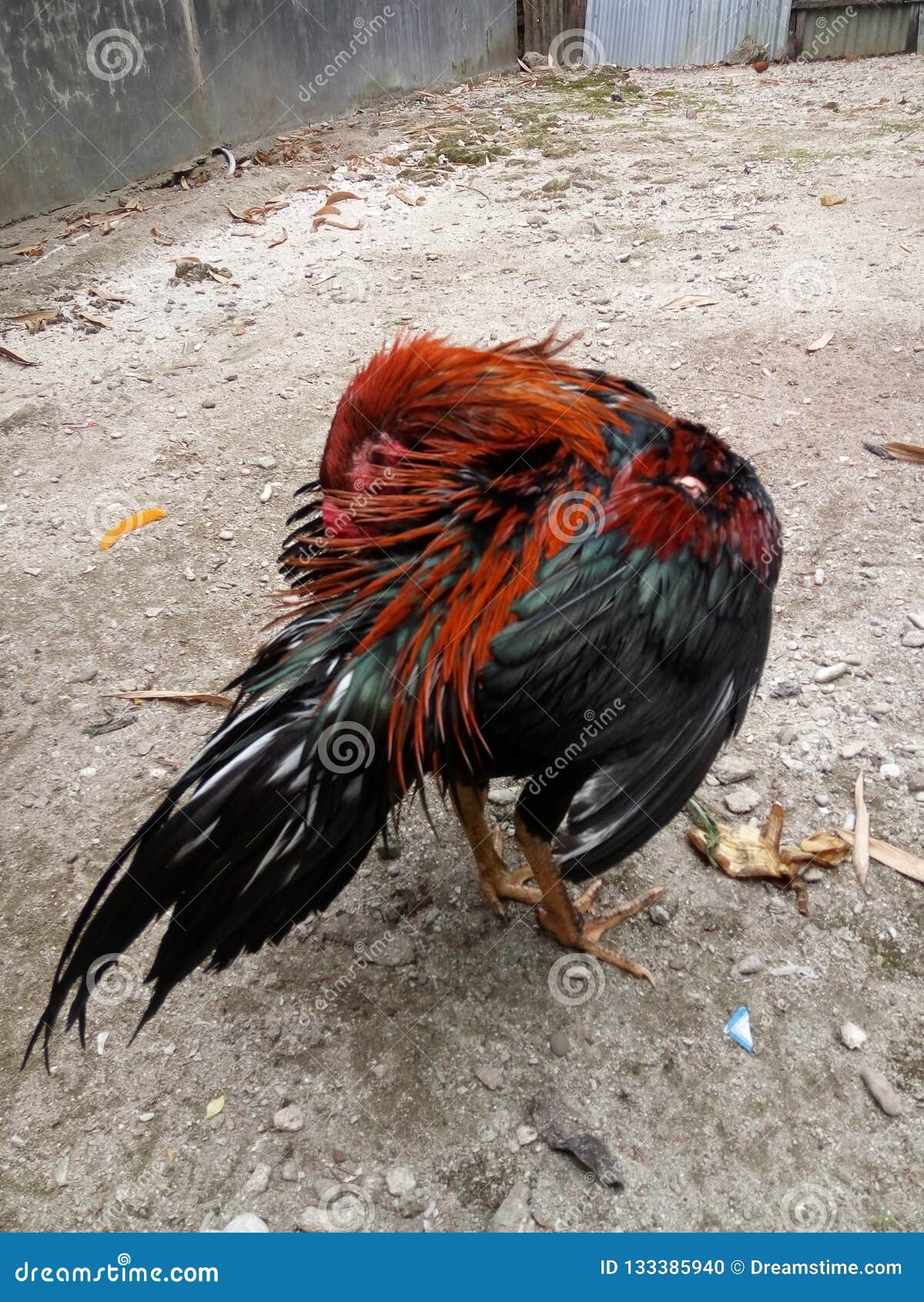 My Rooster stock photo. Image of outside, body, rooster - 133385940