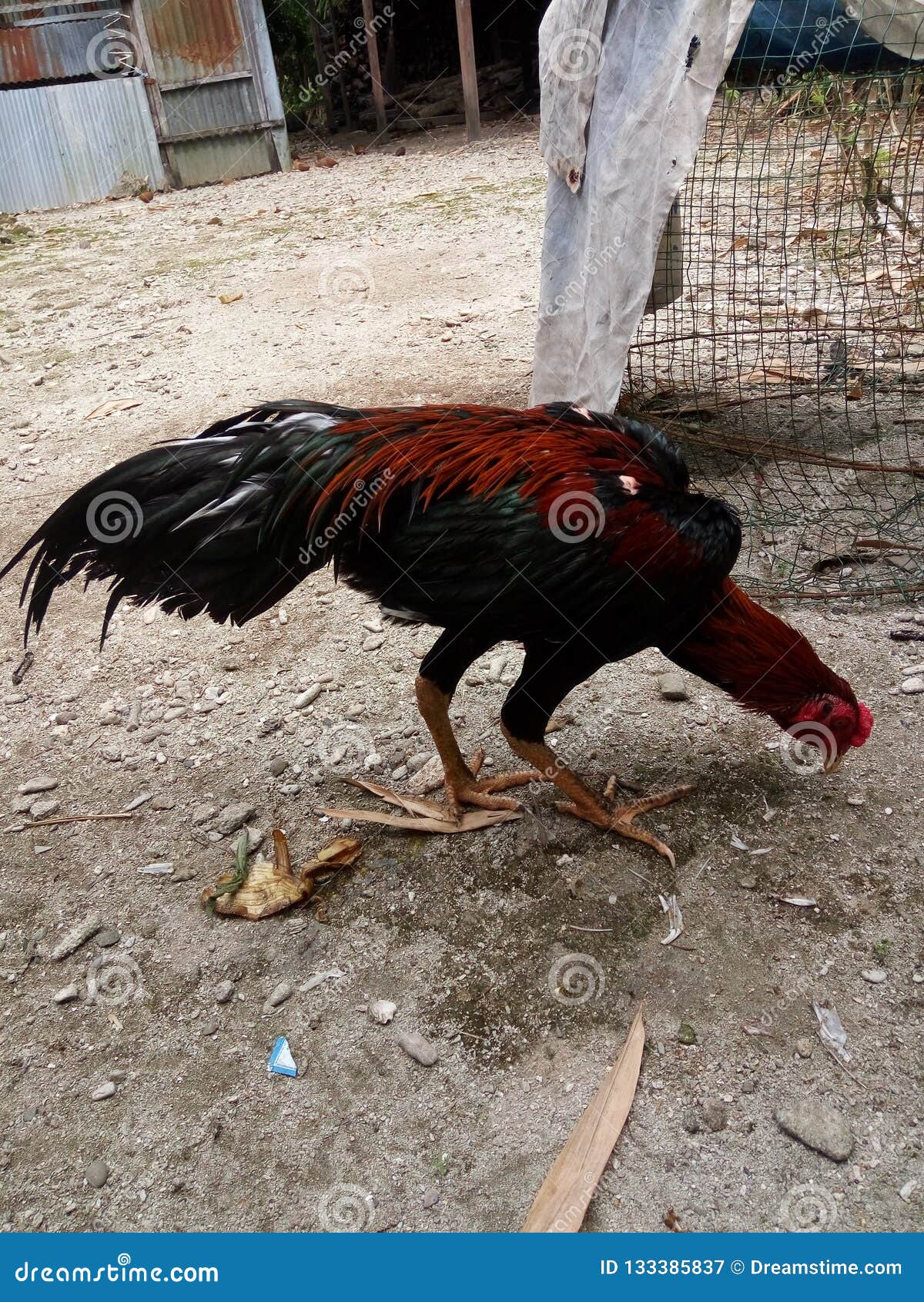 My Rooster stock image. Image of outside, park, rooster - 133385837