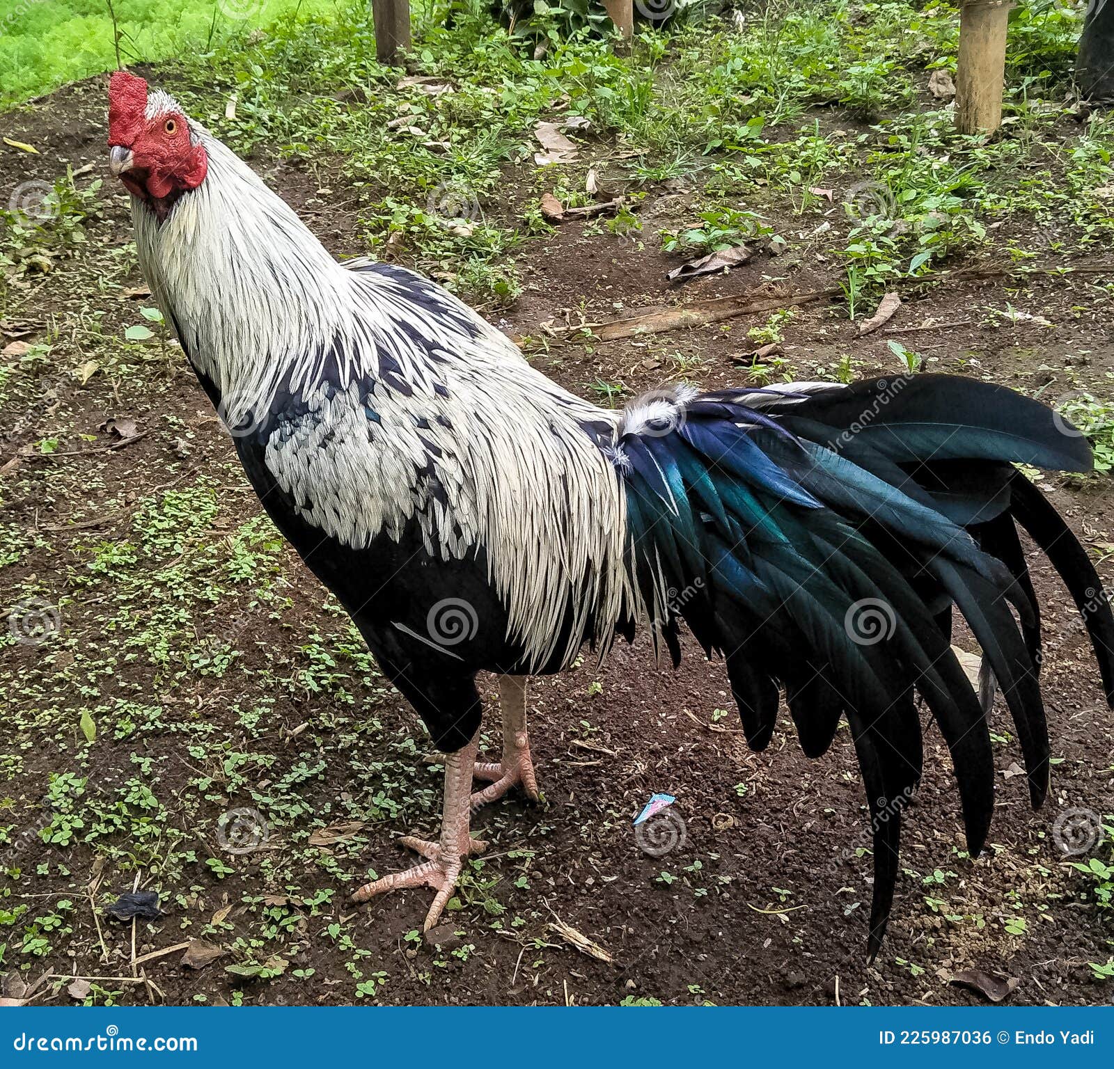 Indonesian rooster stock photo. Image of goose, waterbird - 225987036