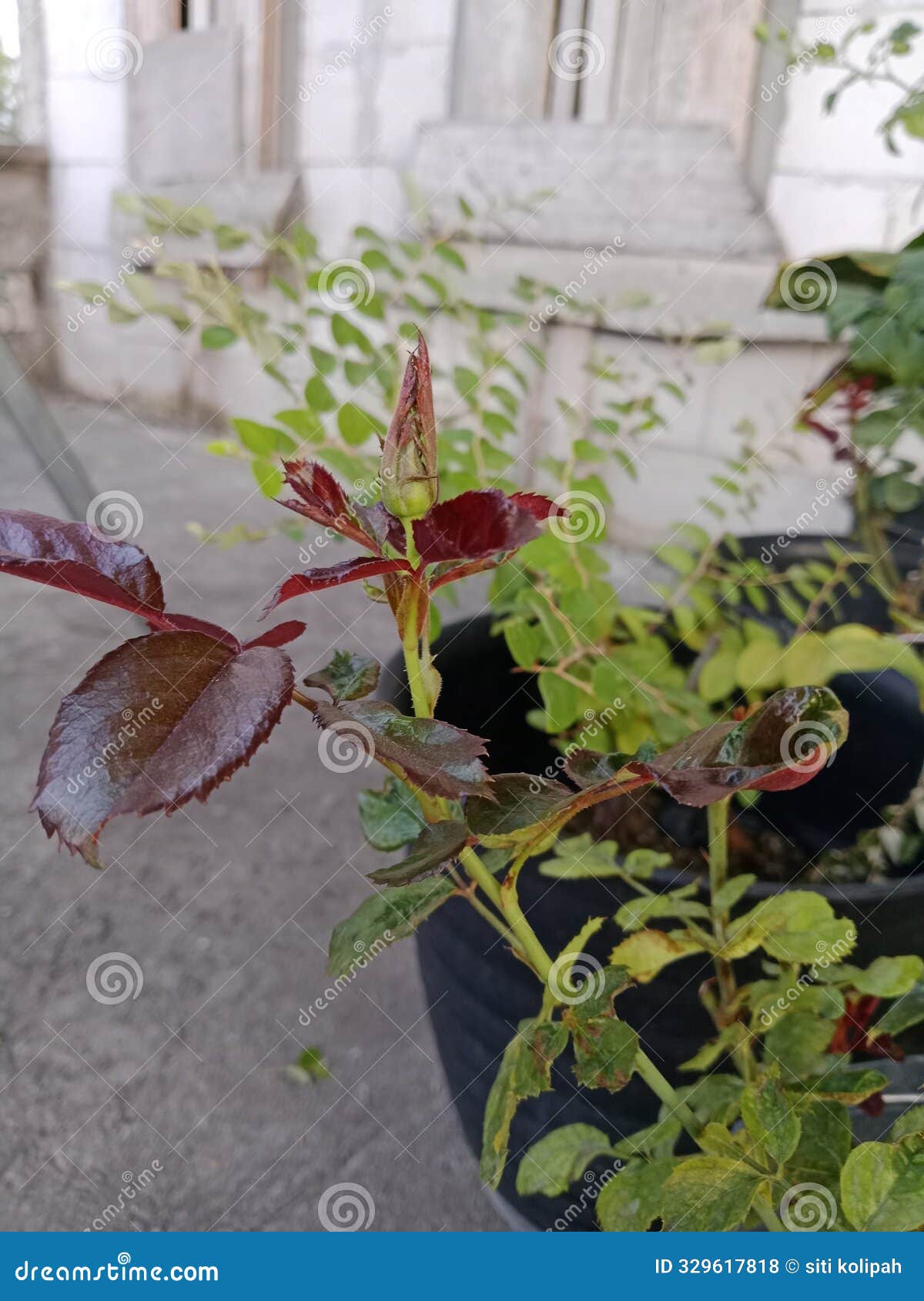 My rose start stock photo. Image of rose, star, flower - 329617818