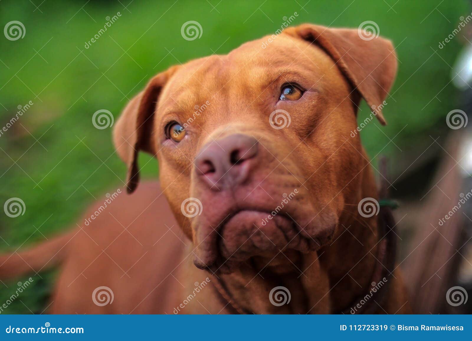 My samy stock image. Image of samy, pittbull, apbt, pets - 112723319