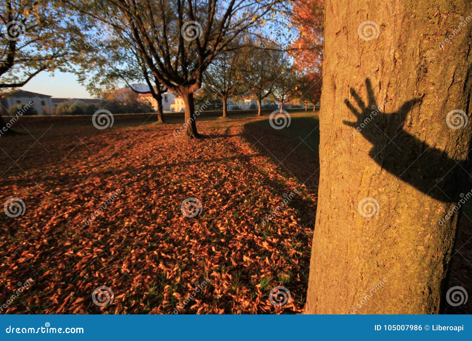 My shadow of hand on tree stock photo. Image of season - 105007986