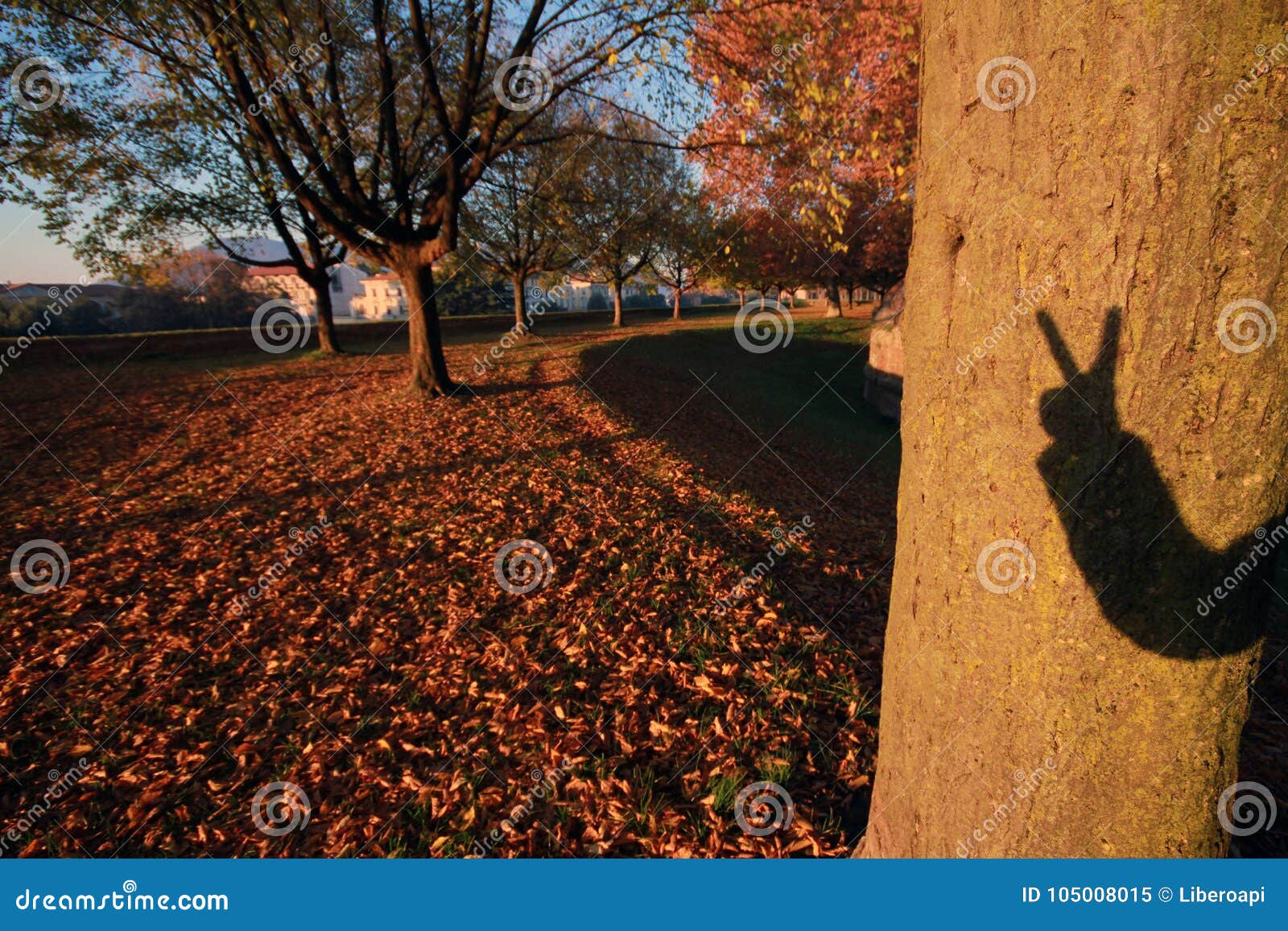 My shadow of hand on tree stock image. Image of colors - 105008015