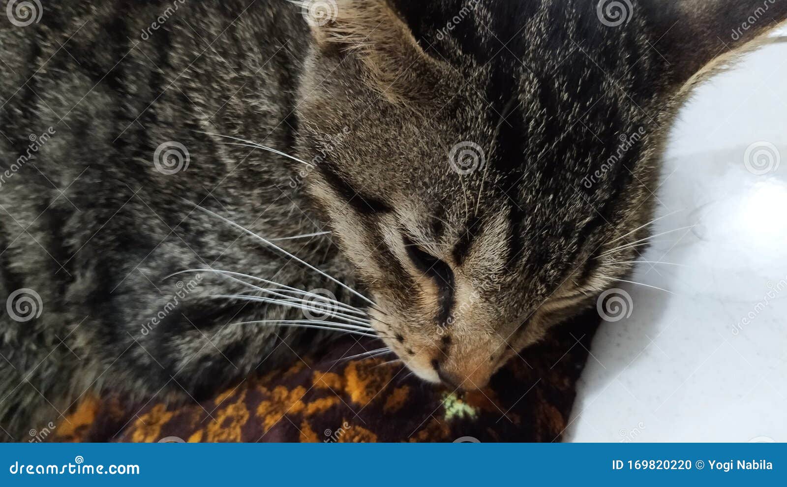 My sick cat stock photo. Image of mixdome, sick, cute - 169820220