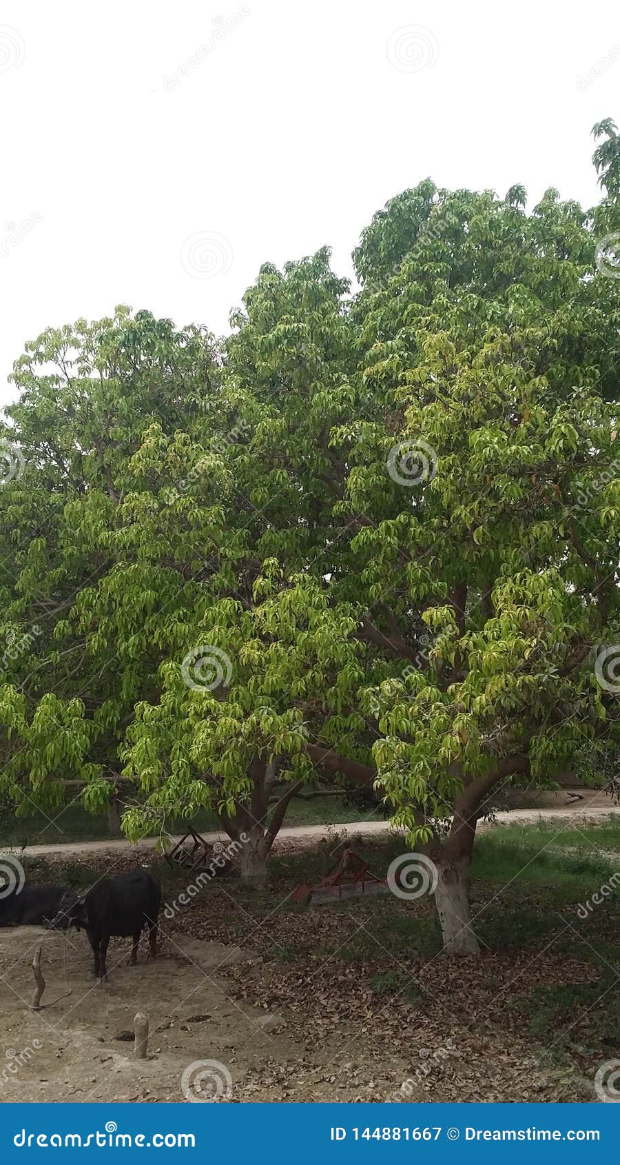 Mango tree stock image. Image of beauty, sindh, tree - 144881667