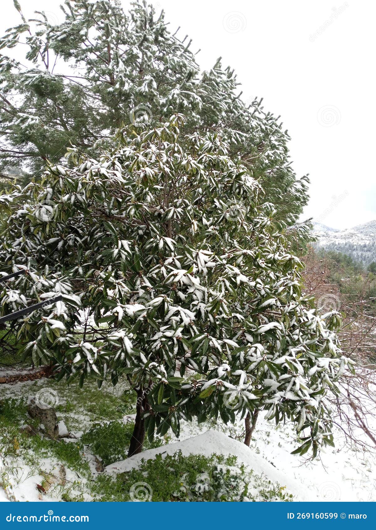 My Snowwhite Beautiful Tree Stock Image - Image of tree, snowwhite ...