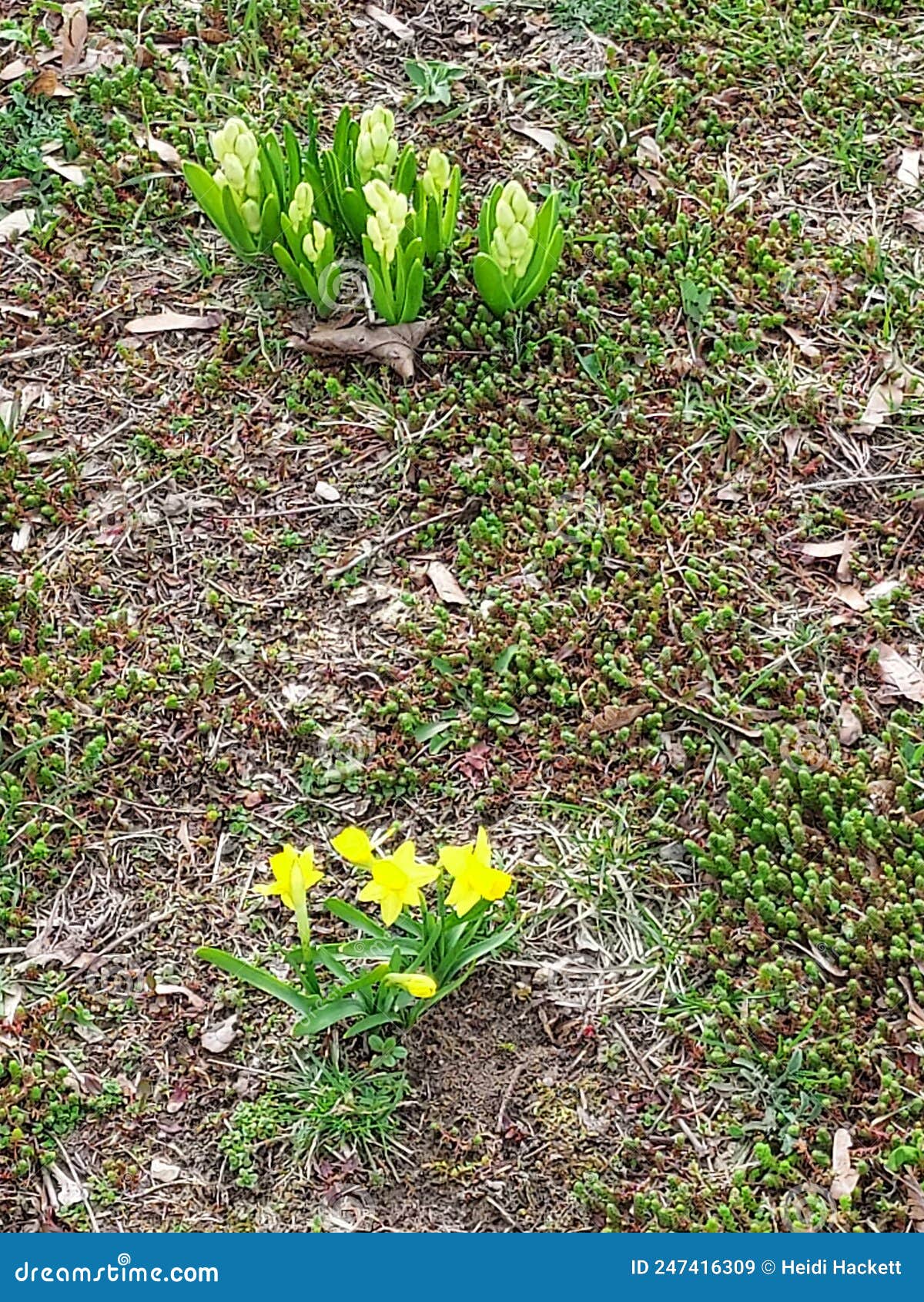 My stubby spring flowers stock image. Image of green - 247416309