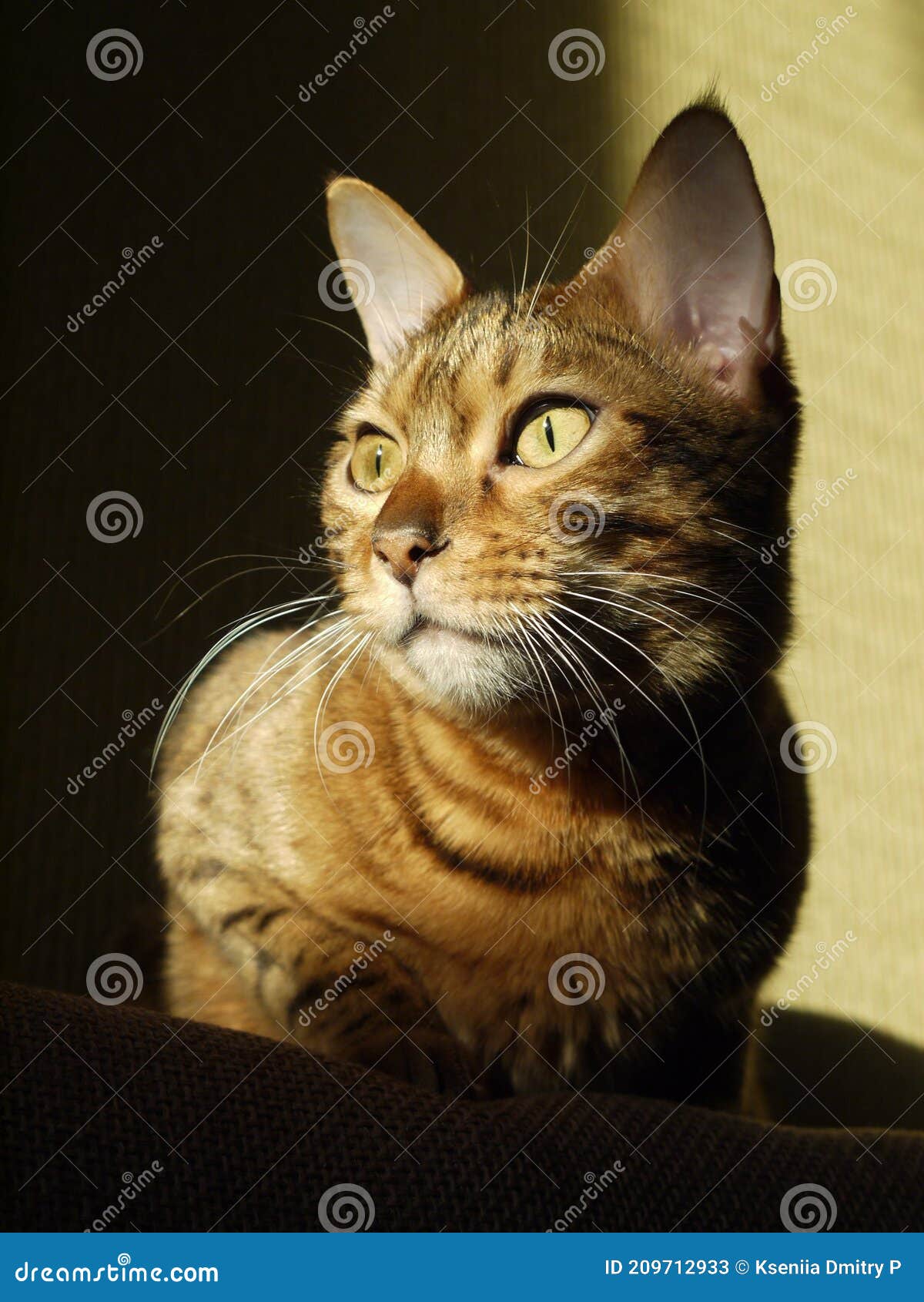 My sunny cat stock image. Image of skin, animal, wildlife - 209712933