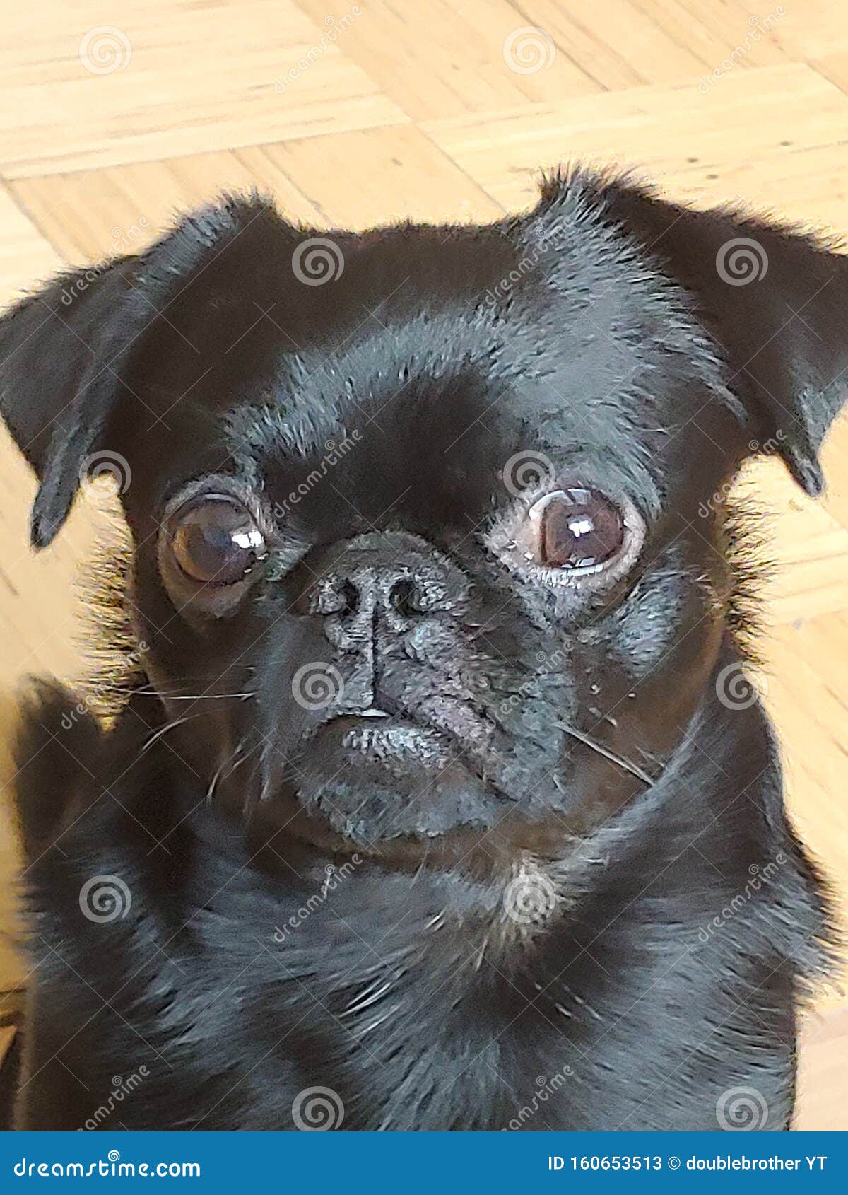 My Super Cute Doggo Heres a Cute Pic Stock Image - Image of super, cute ...