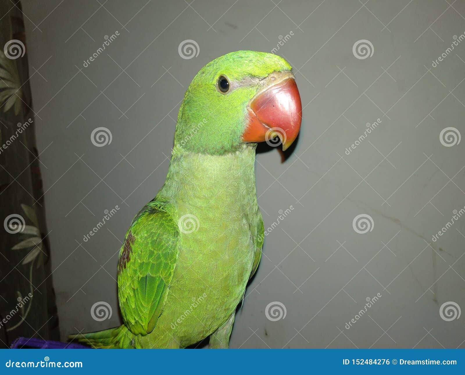 My Super Parrot Having Fun at Home Stock Photo - Image of home, gift ...