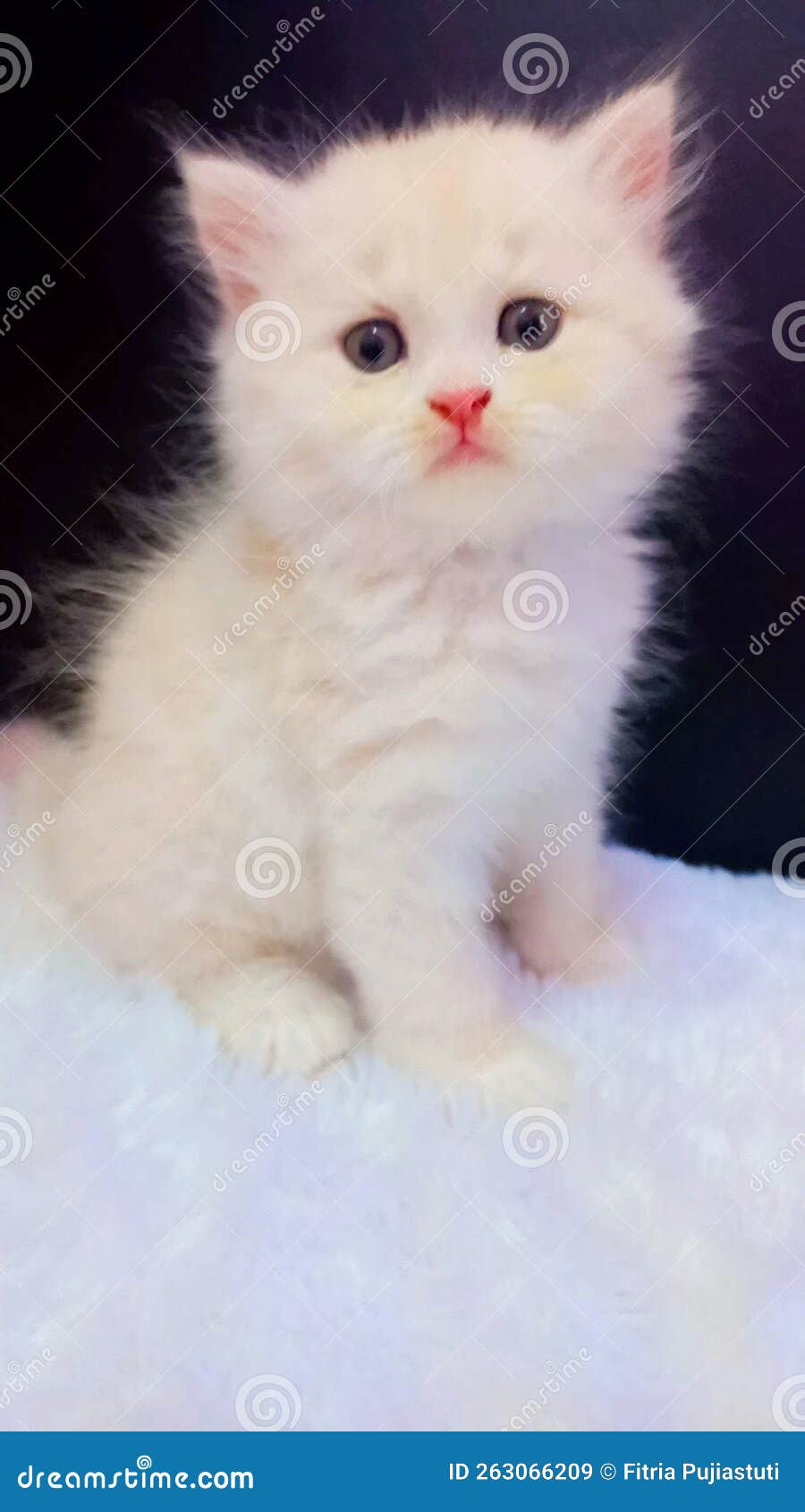 My Sweety Kitten stock image. Image of kitten, sweety - 263066209