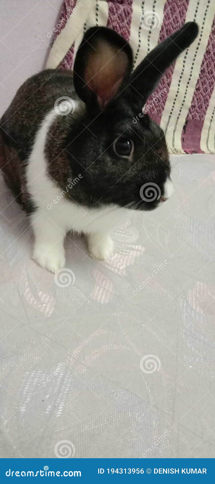 My Sweety rabbit stock photo. Image of animal, mammal - 194313956