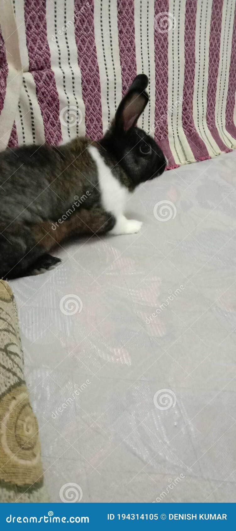 My Sweety rabbit stock image. Image of rabbit, squirrel - 194314105