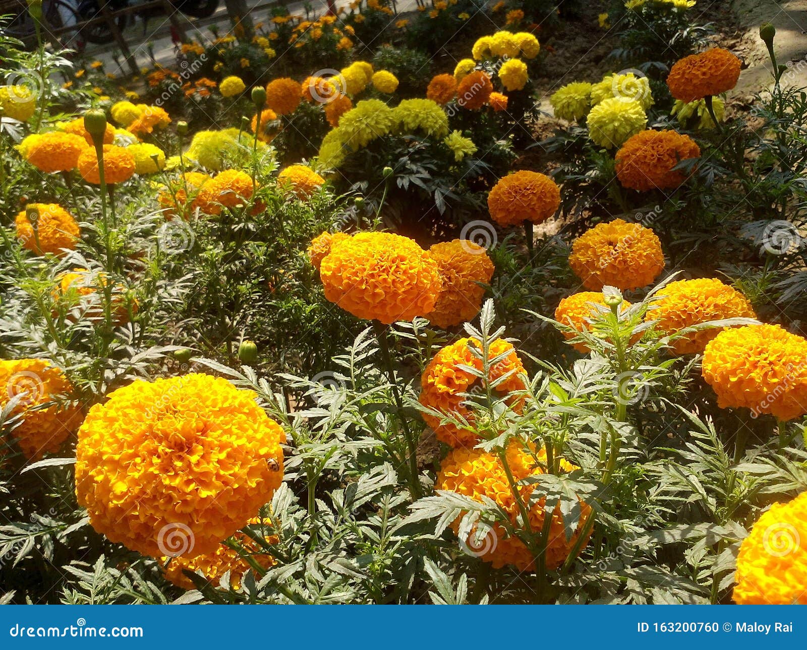 In My Tiny Garden Inka Flowers with Nice Smells Stock Photo - Image of ...