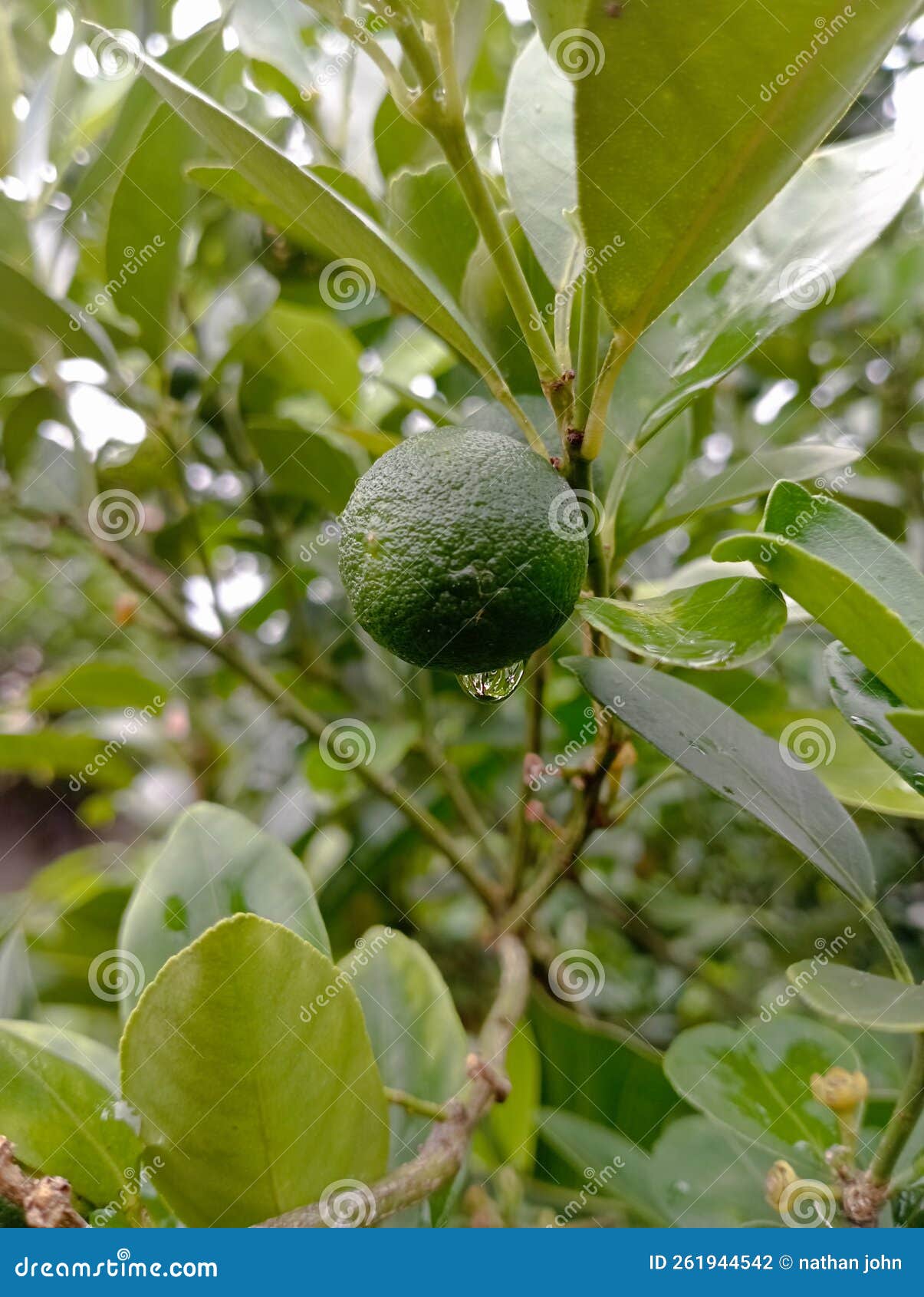My tiny lemon stock photo. Image of plant, shrub, tree - 261944542